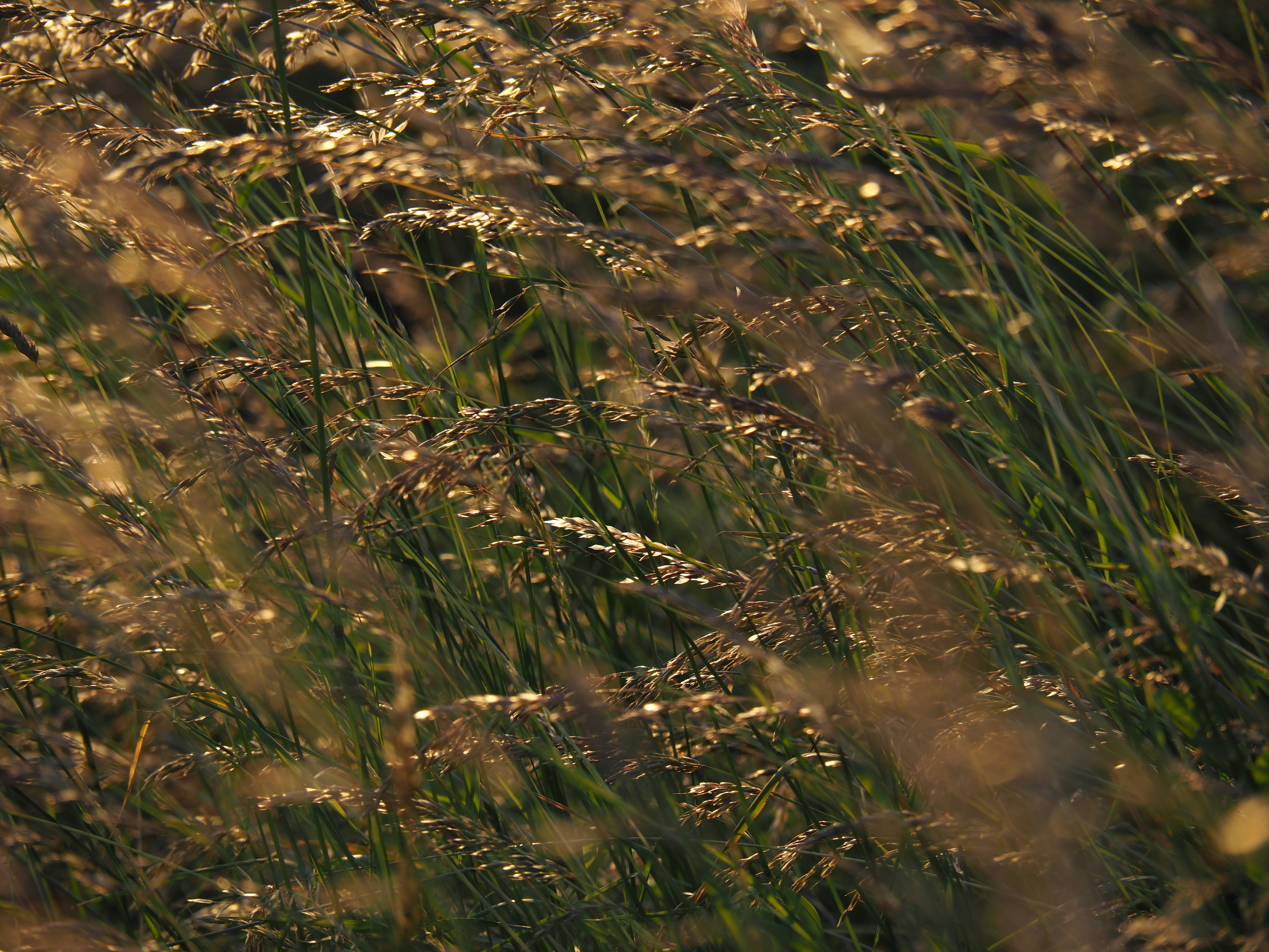 Golden grasses swaying gently in a sunlit field, capturing the essence of a tranquil summer evening.