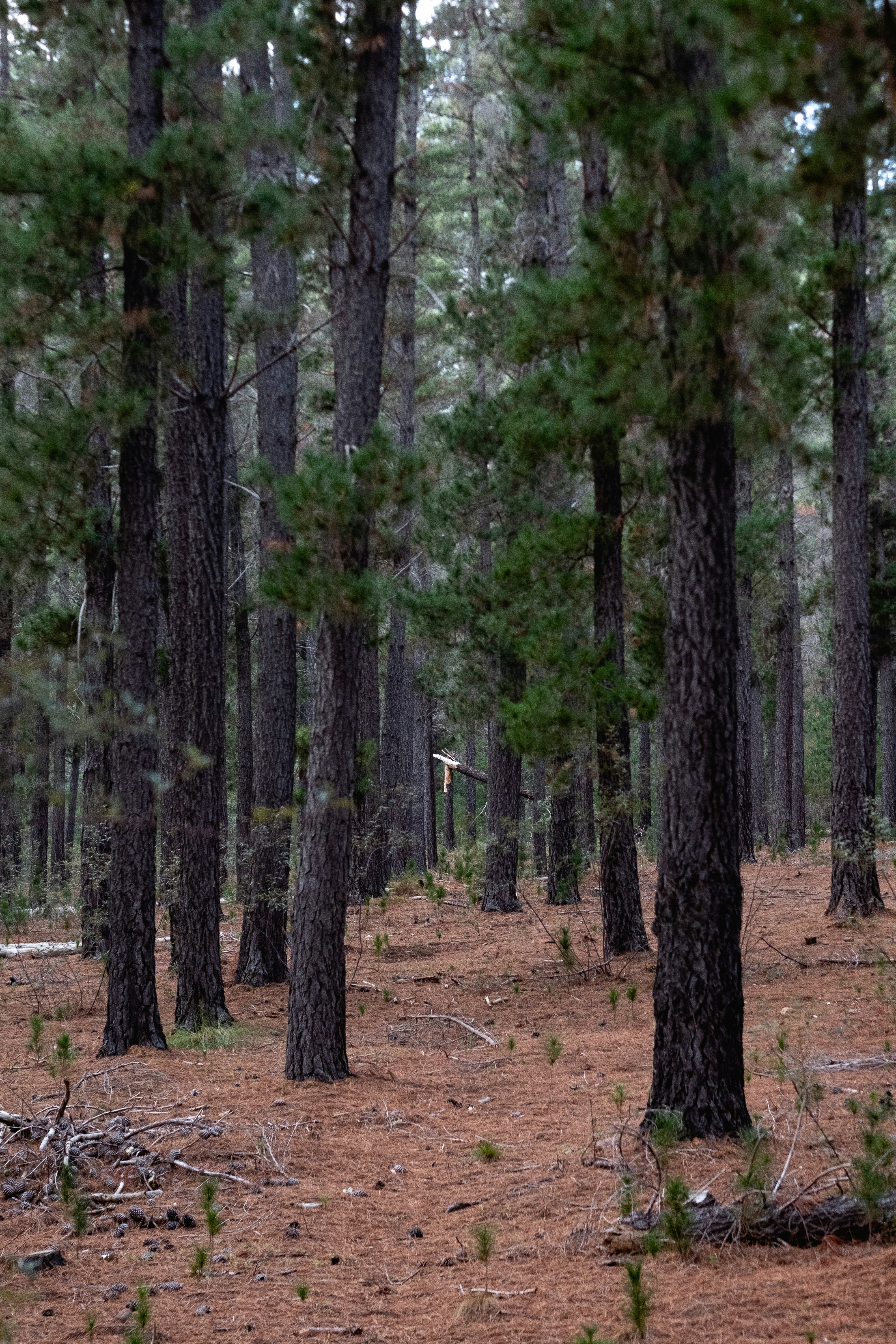 Subtle Sentinel: A Bird Among Pines