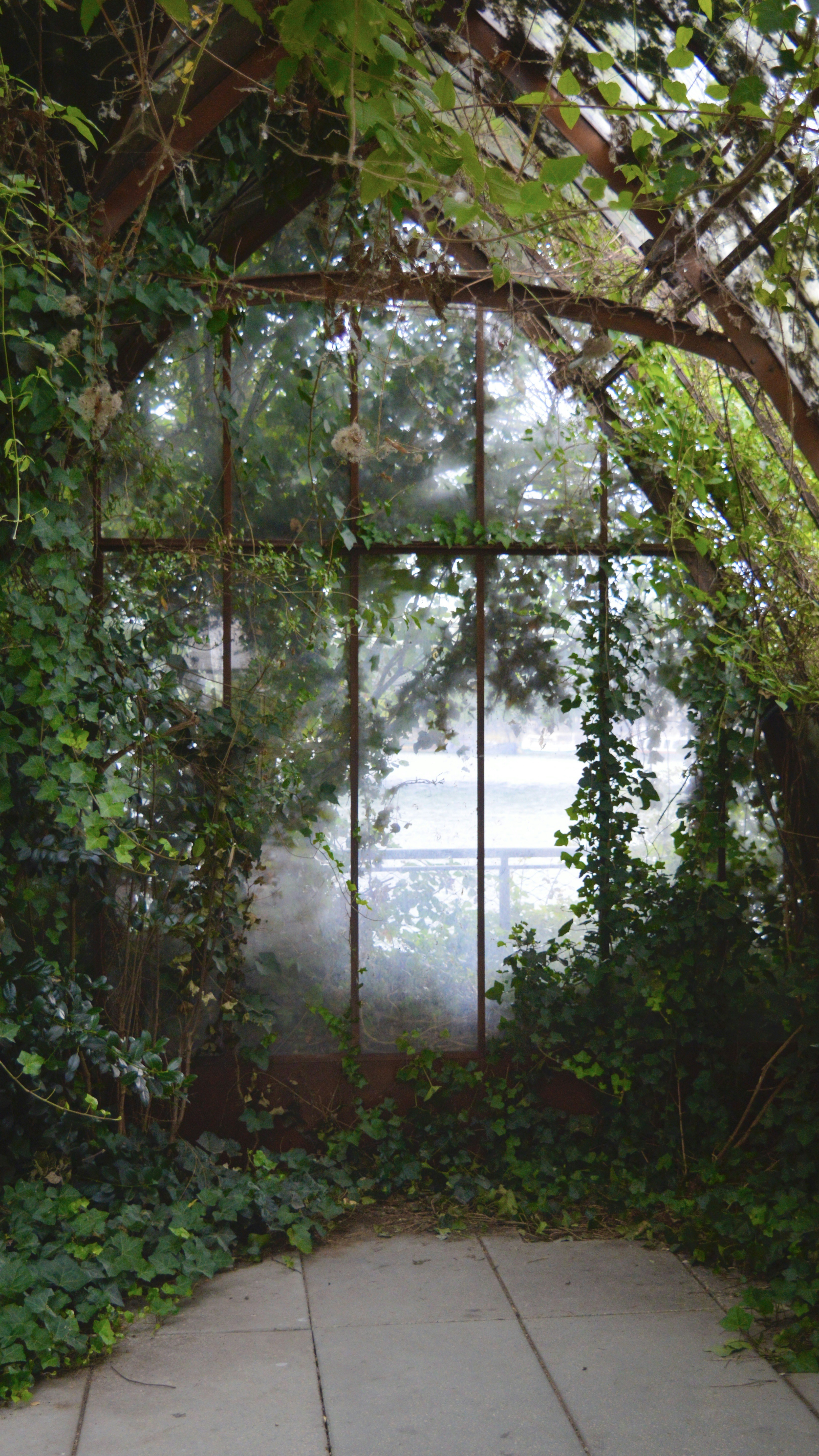 Ivy-Frame Archway: Light Through a Glass Cathedral