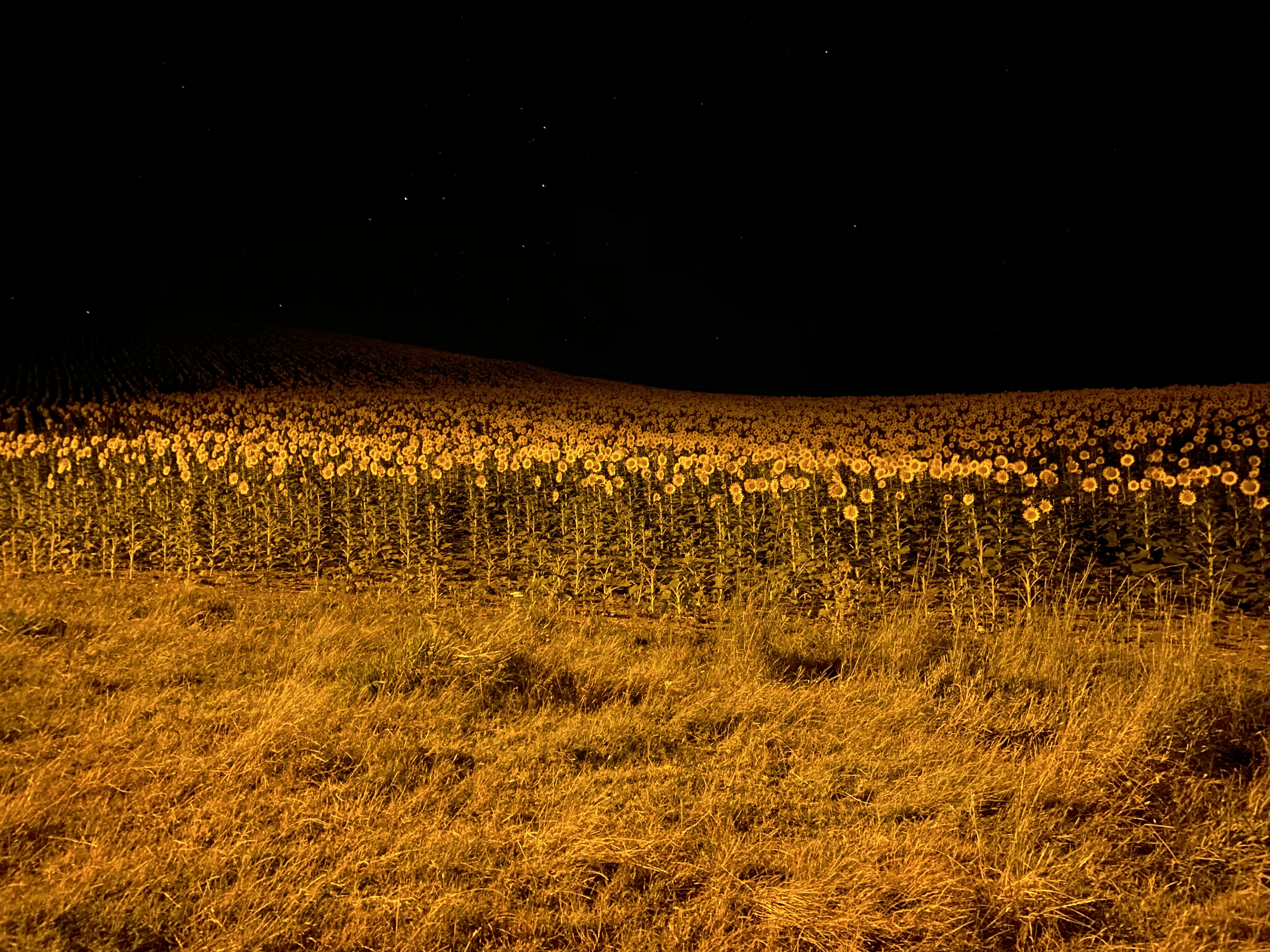 Field of sunflowers illuminated by warm artificial light against a starry night sky.