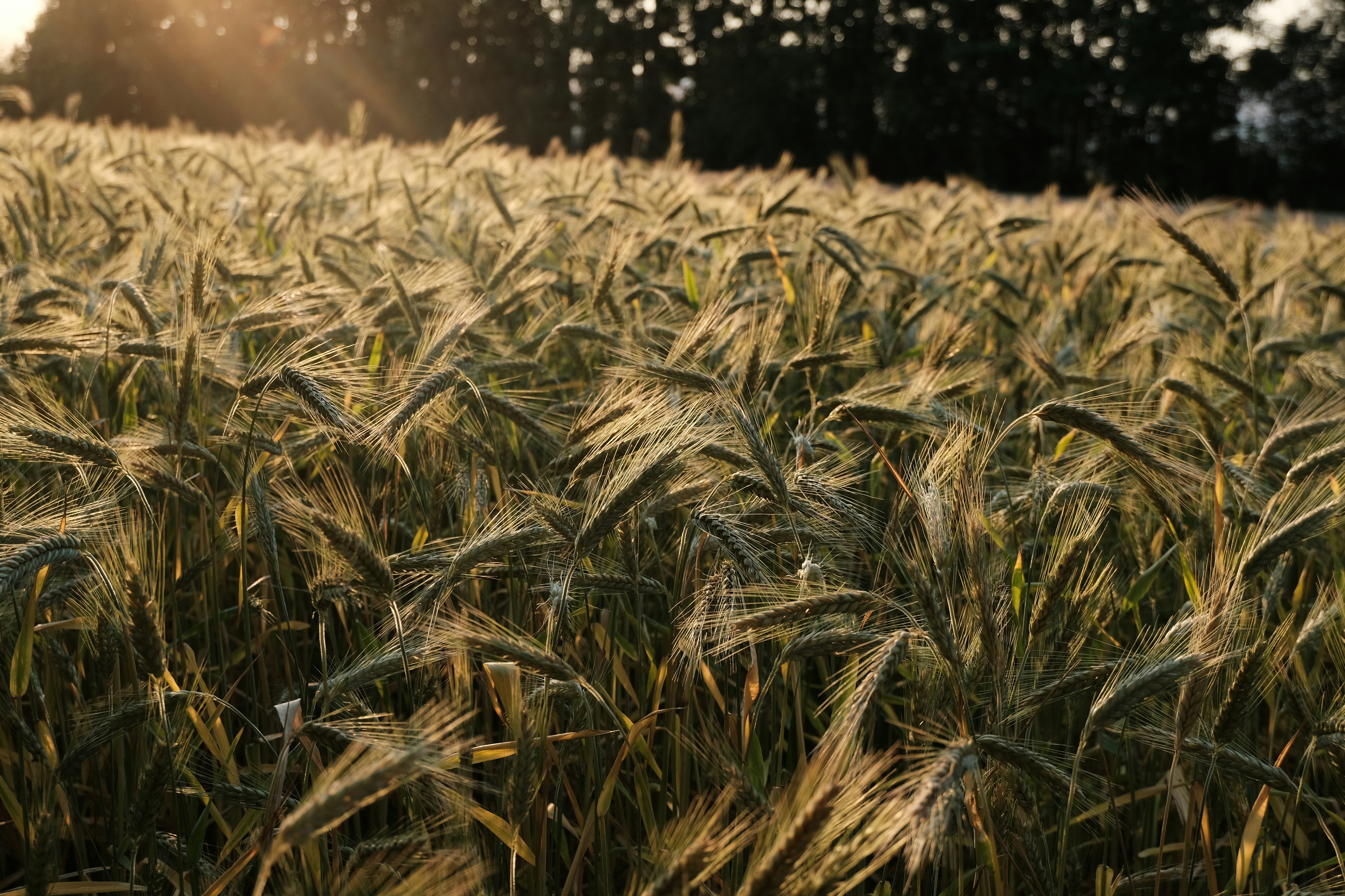 Amber Waves at Dusk: A Wheat Field Bathed in Quiet Golden Light