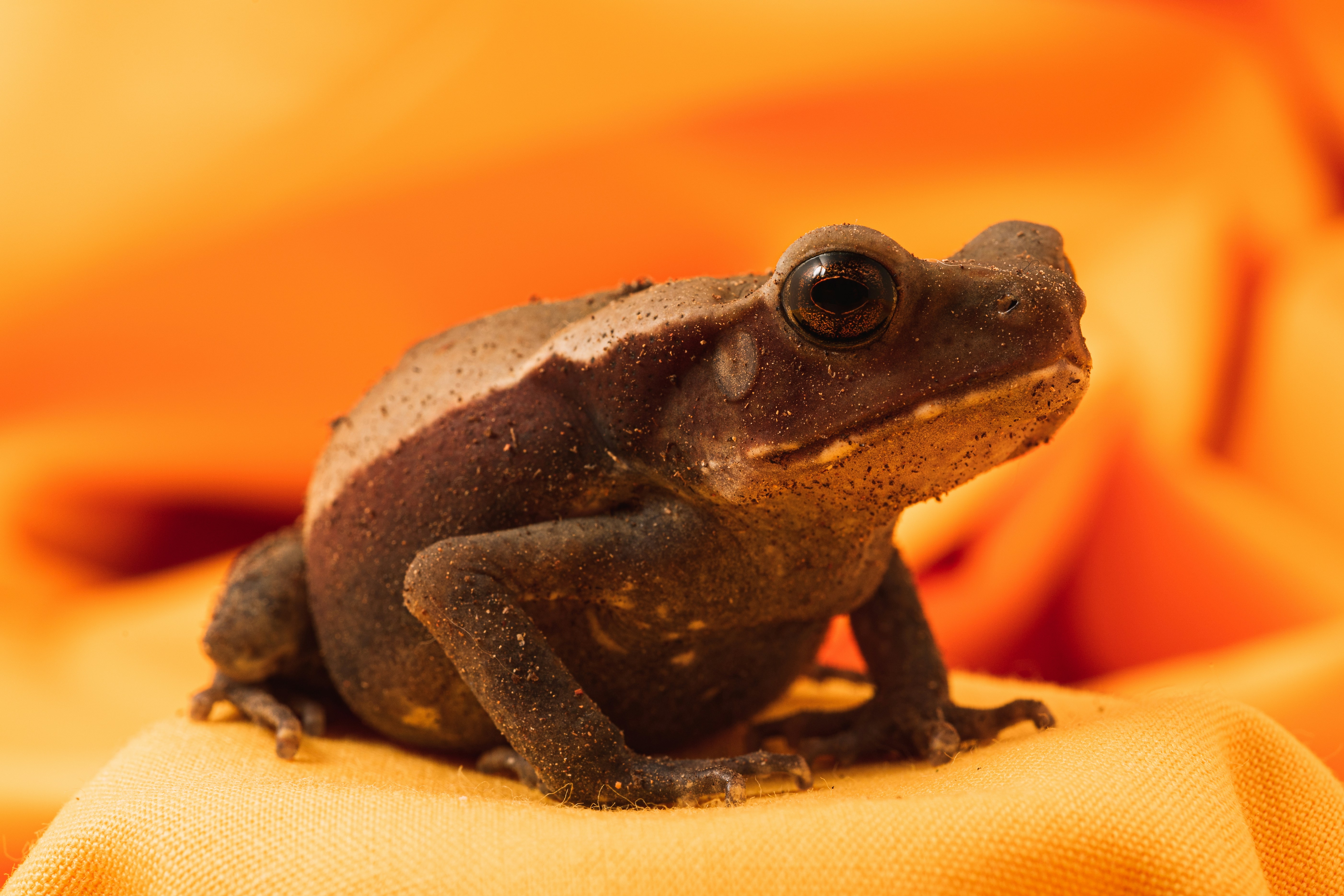 Macro Portrait of a Brown Frog on Tangerine Fabric