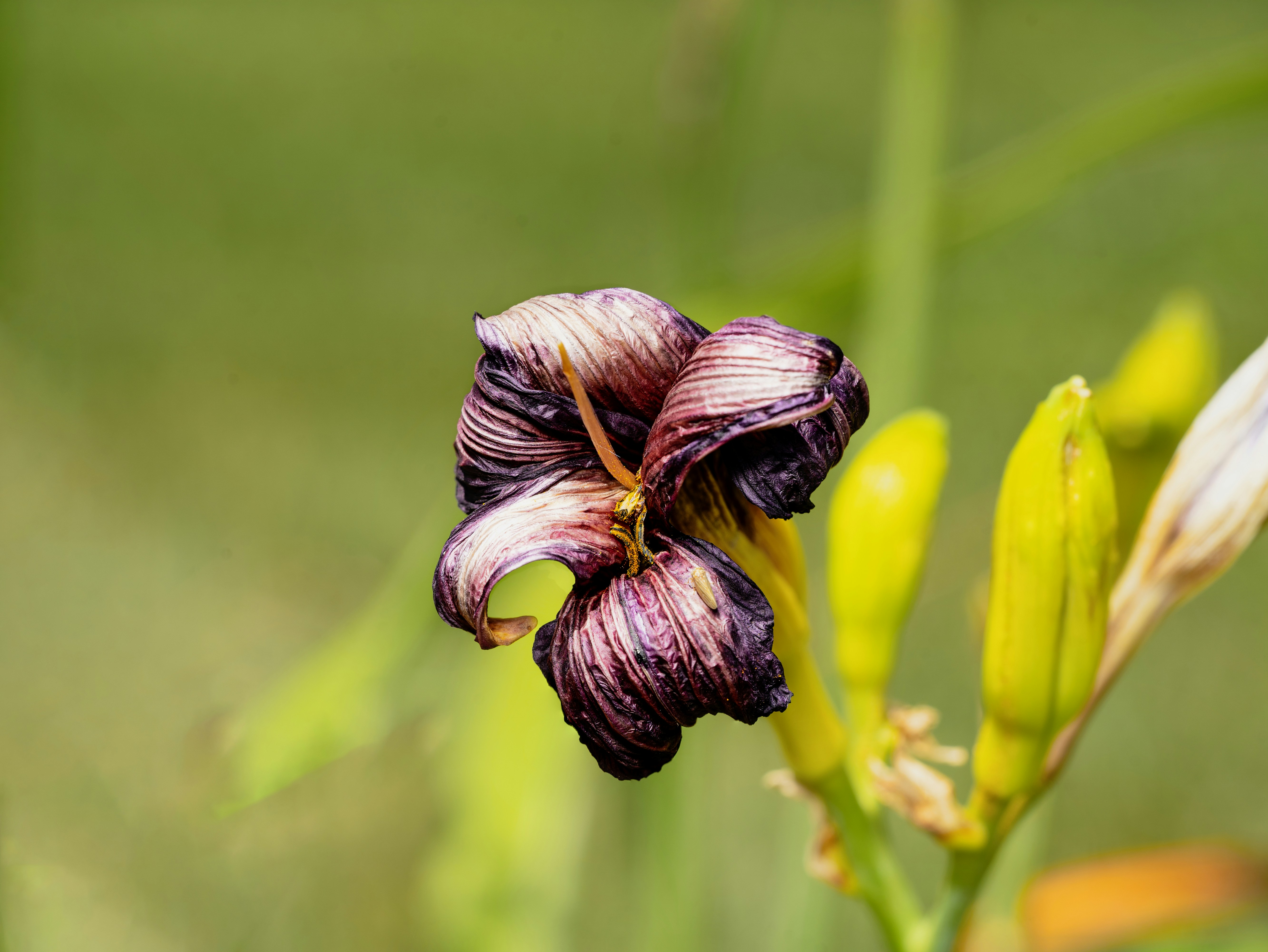 Withered Flowers Pictures | Download Free Images on Unsplash