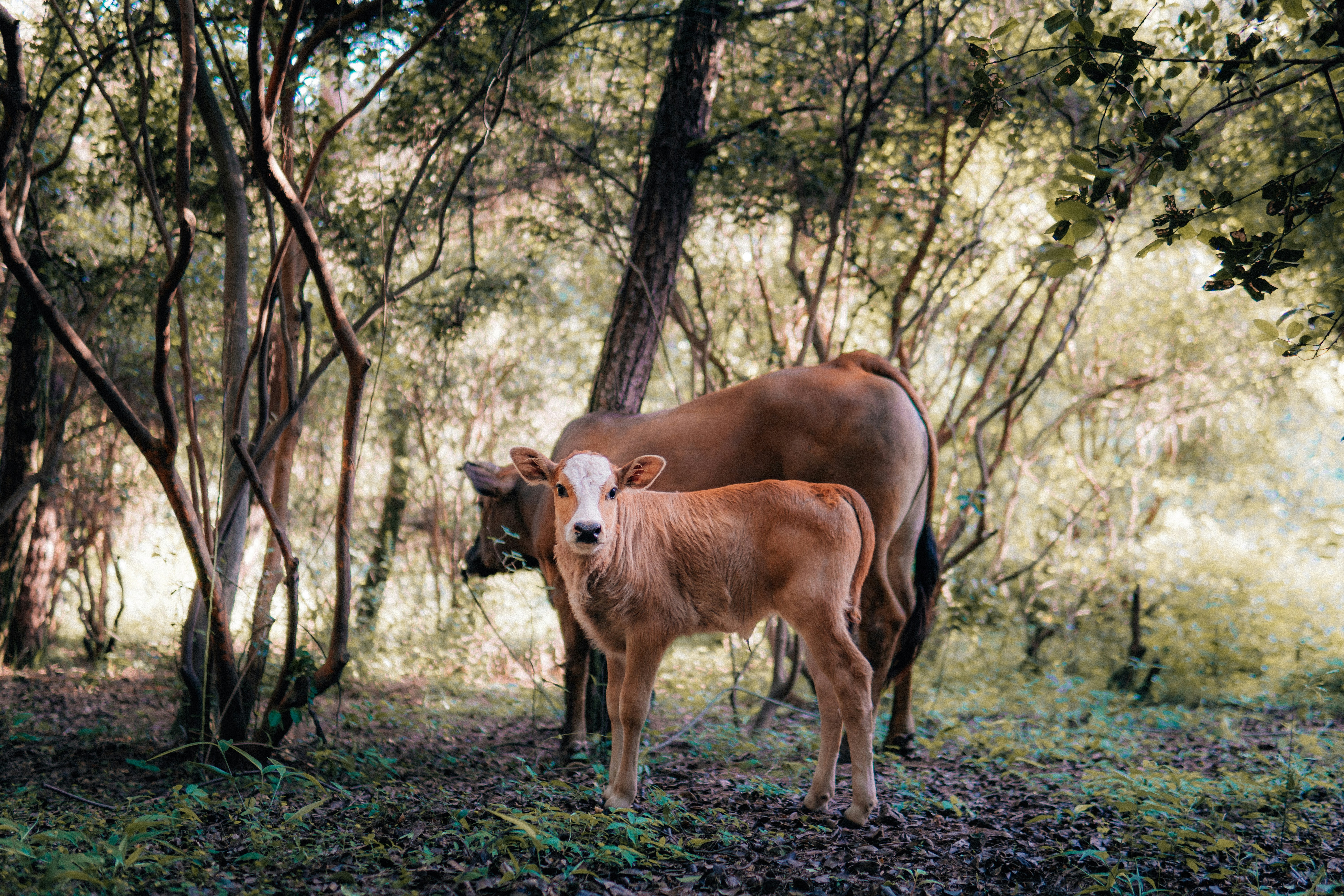 30k+ Indian Cow Pictures | Download Free Images on Unsplash