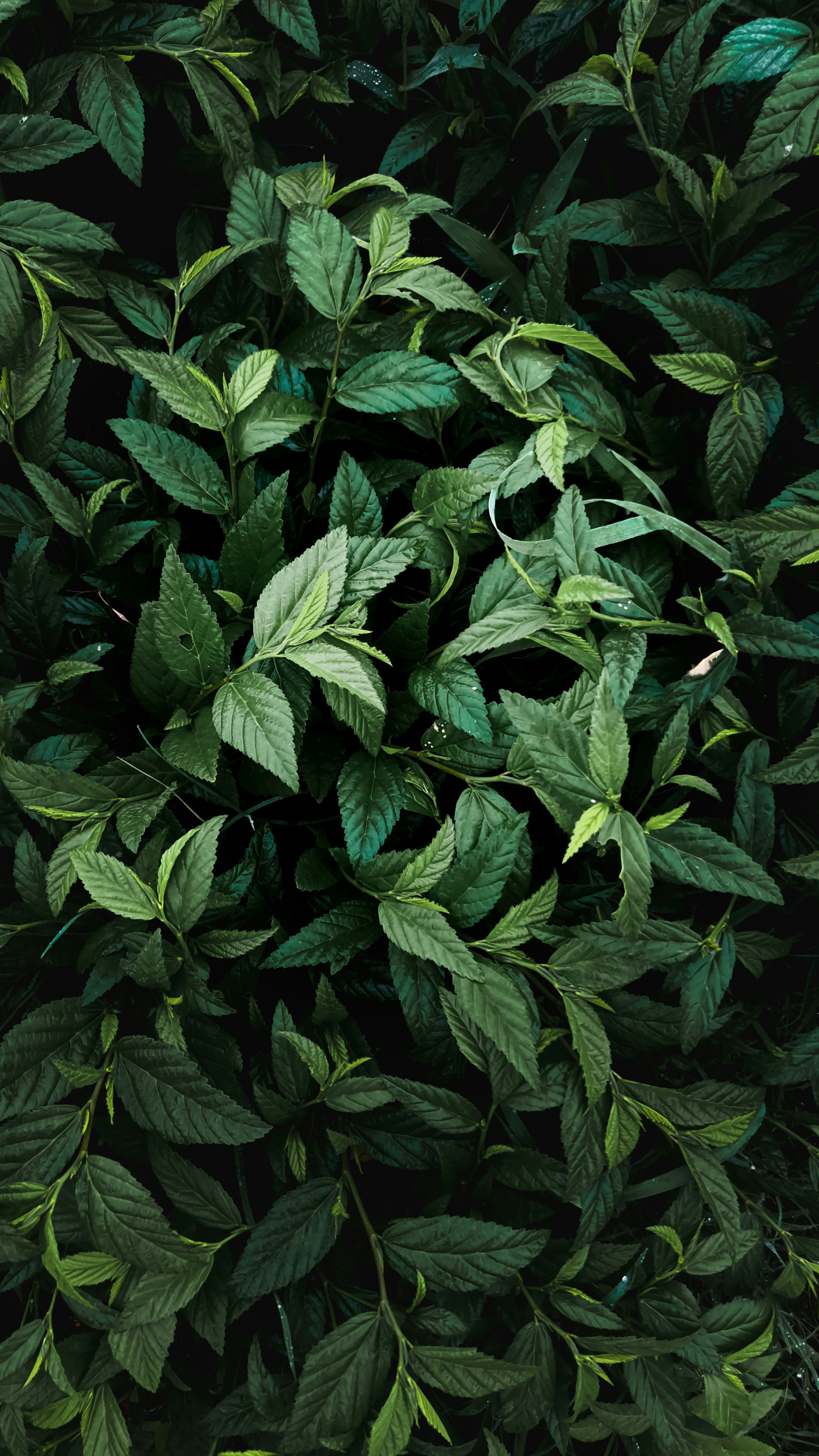 30k+ Flower Leaf Pictures | Download Free Images on Unsplash