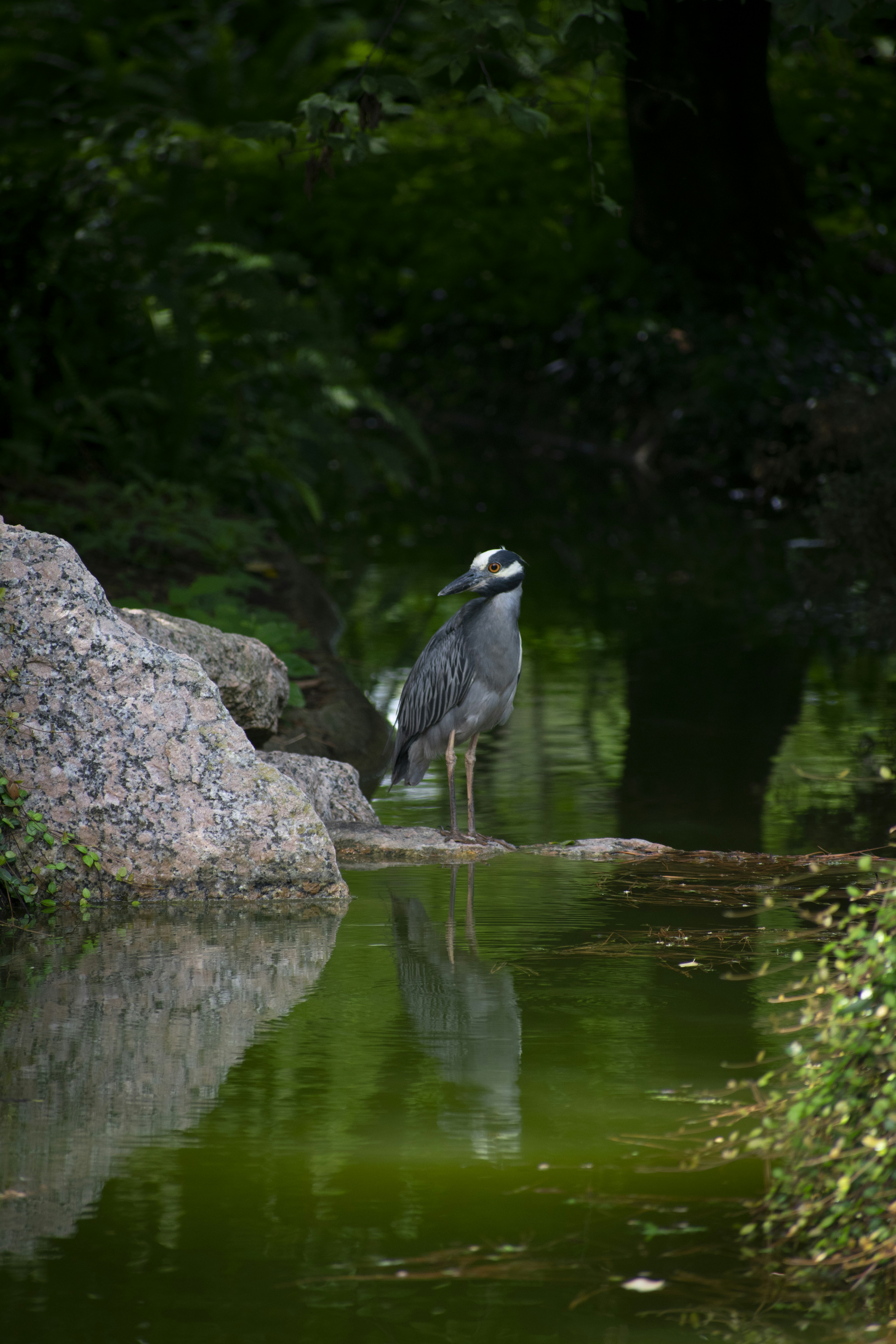A heron stands poised on a rock beside a tranquil pond, surrounded by lush greenery and reflections in the water.