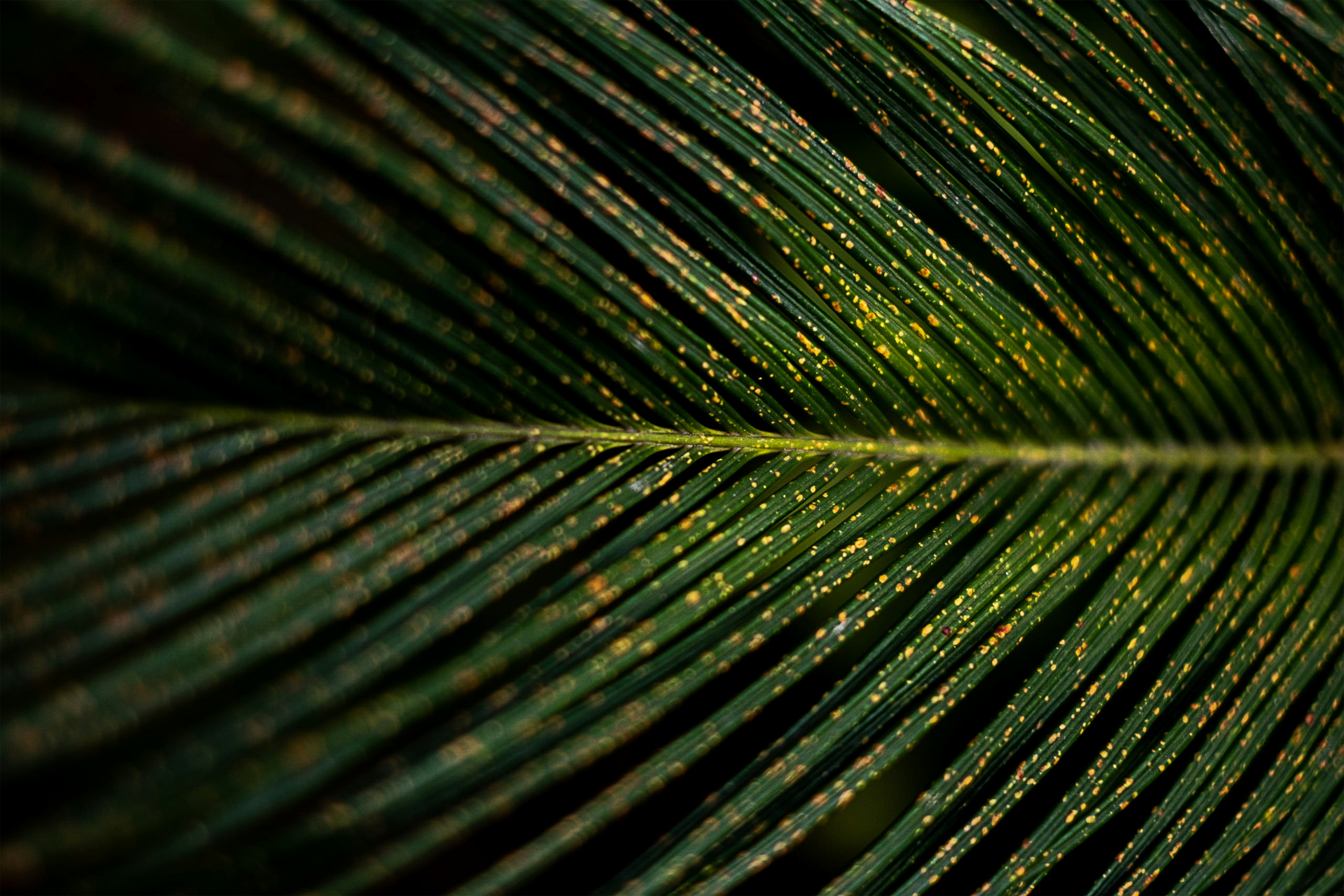 Fronds in Focus: Dew-Kissed Green Strands under Quiet Light