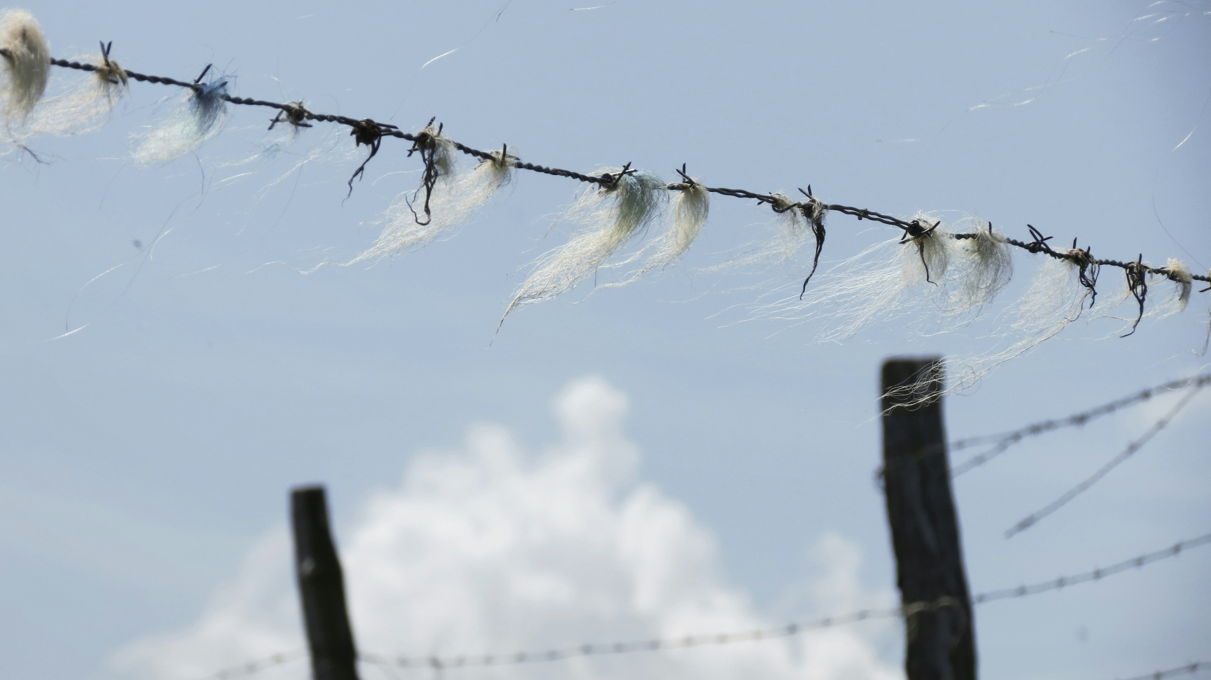 Barbed wire adorned with wispy fibers sways gently against a backdrop of fluffy clouds. The delicate interplay of nature and man-made elements creates a unique visual narrative.