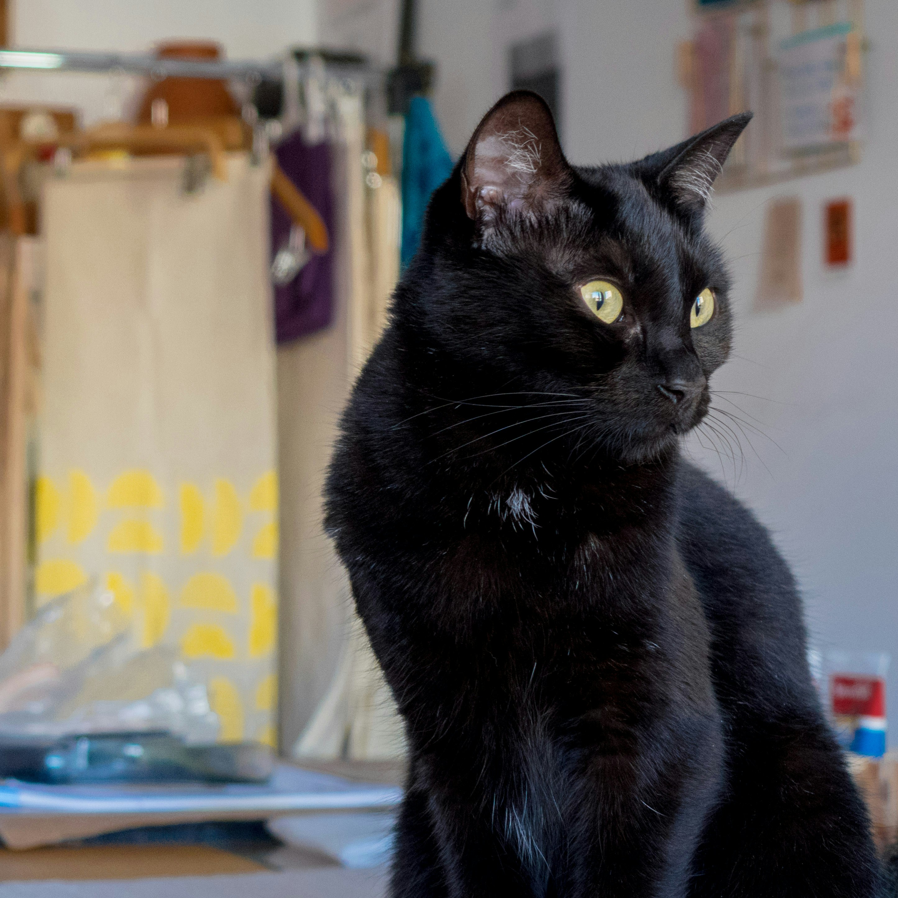 Midday Gaze: Black Cat Perched in a Cozy Workspace