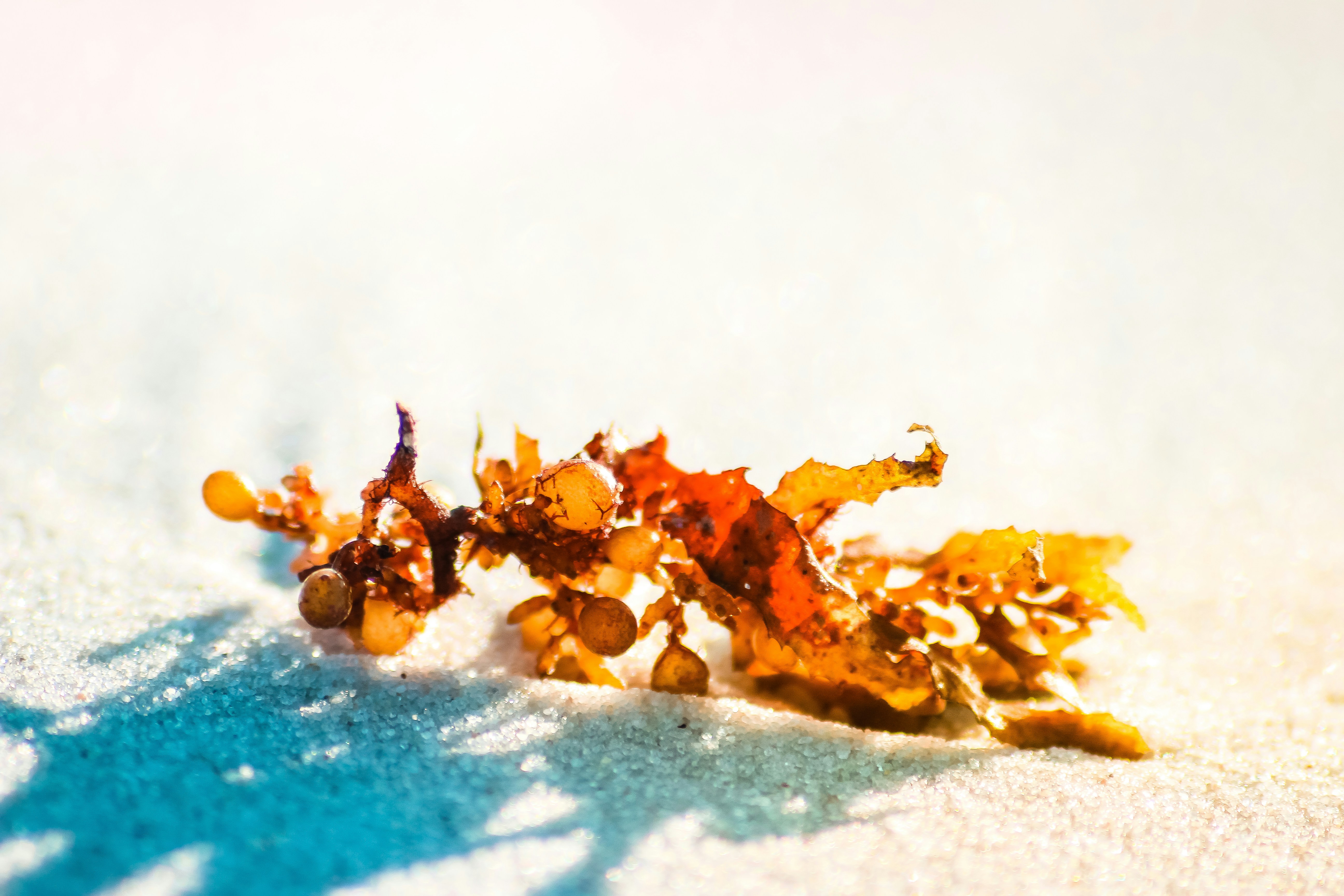Deserted Shard: Amber Fragments Resting on Snow
