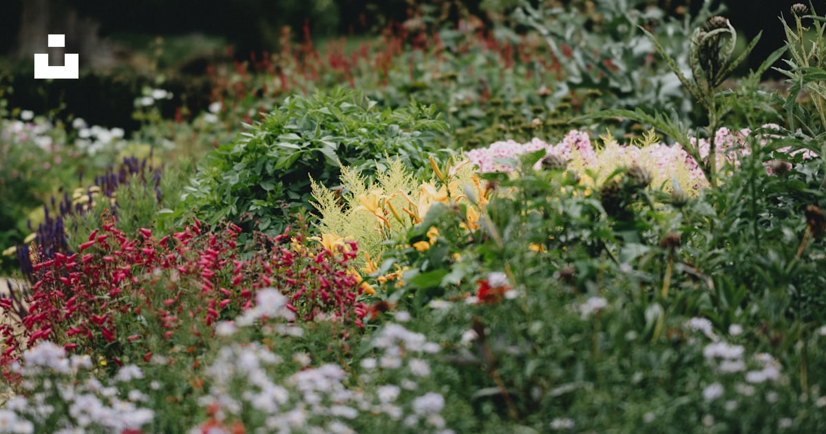 Fleurs rouges et jaunes dans le jardin photo – Image gratuite de ... Fleurs rouges et jaunes dans le jardin photo – Image gratuite de ...
