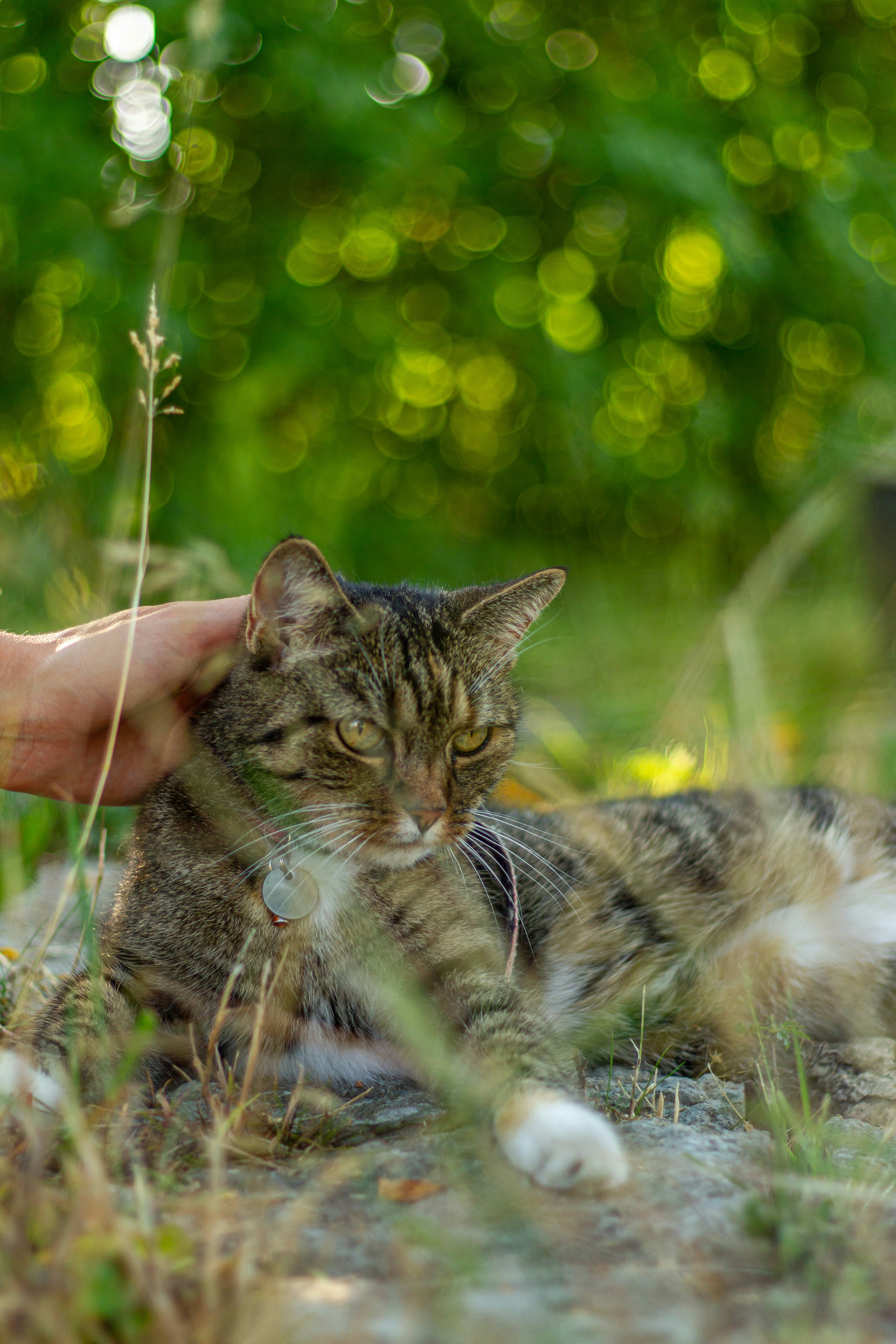 A tabby cat lounging on a stone, receiving gentle affection from a hand amidst a lush green backdrop. The scene captures a tranquil bond between pet and owner.