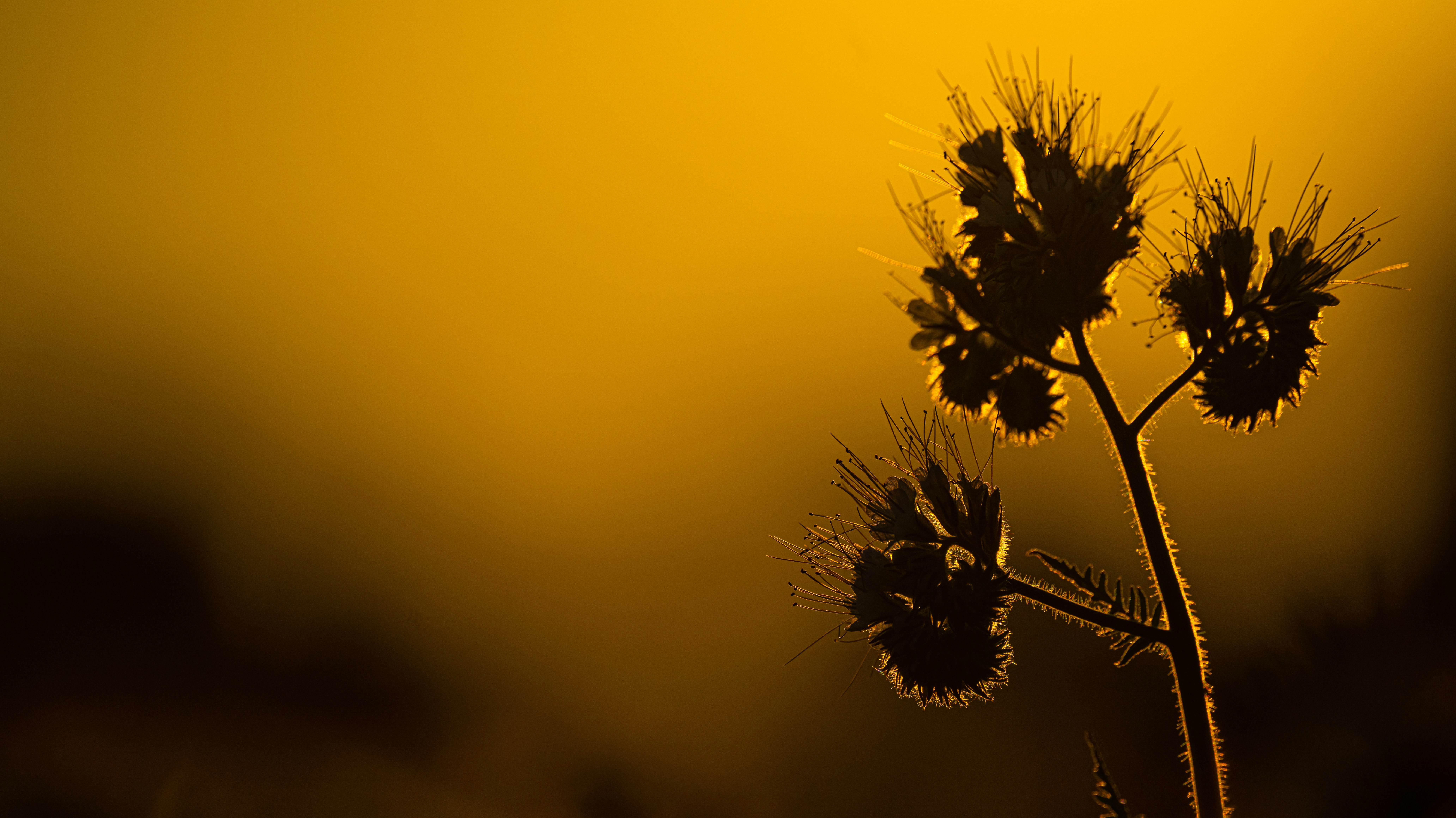 Silhouetted plant against a warm golden backdrop, highlighting intricate details of its structure. The image captures the essence of nature's endurance.