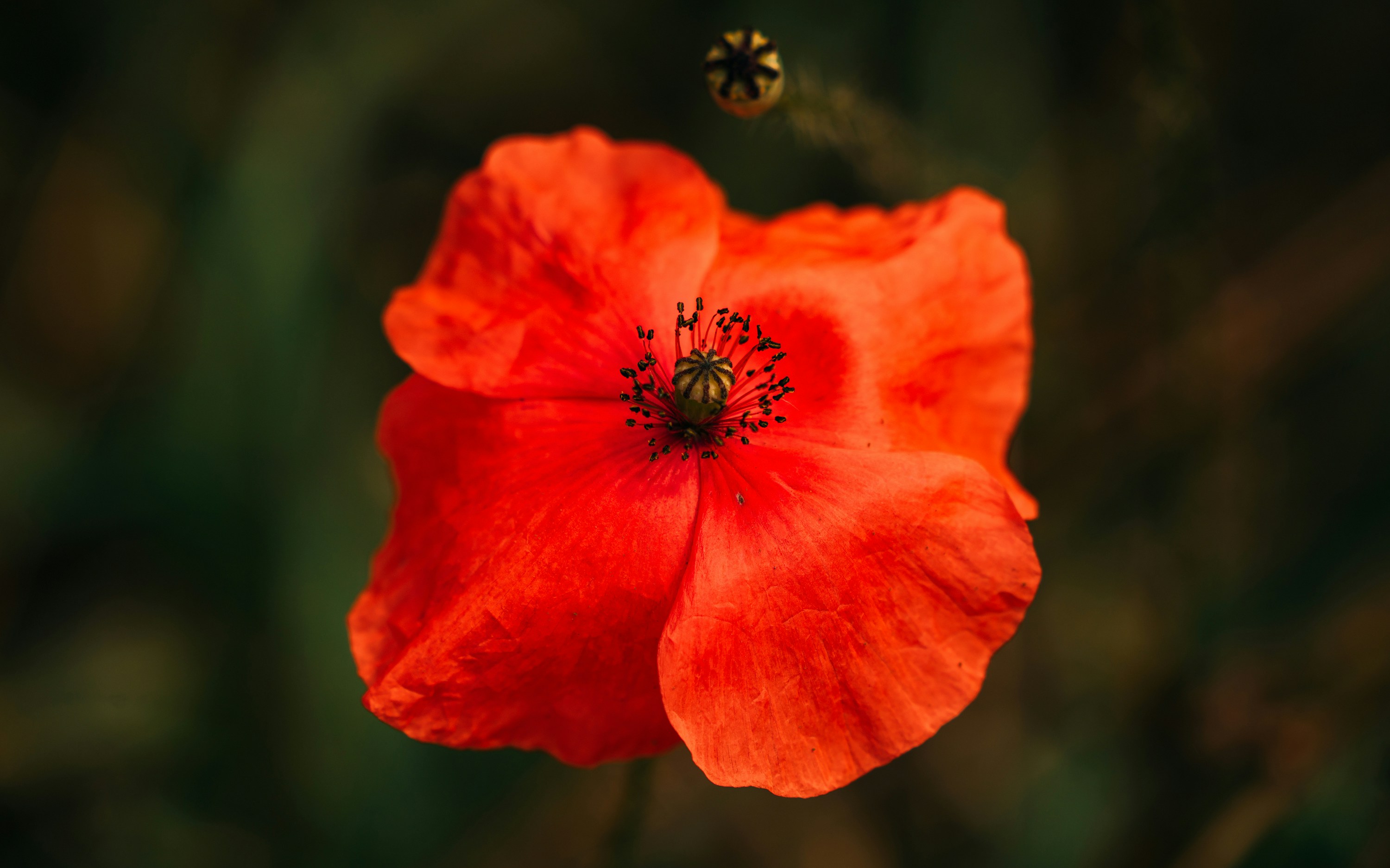 30k+ Red Colour Pictures | Download Free Images on Unsplash