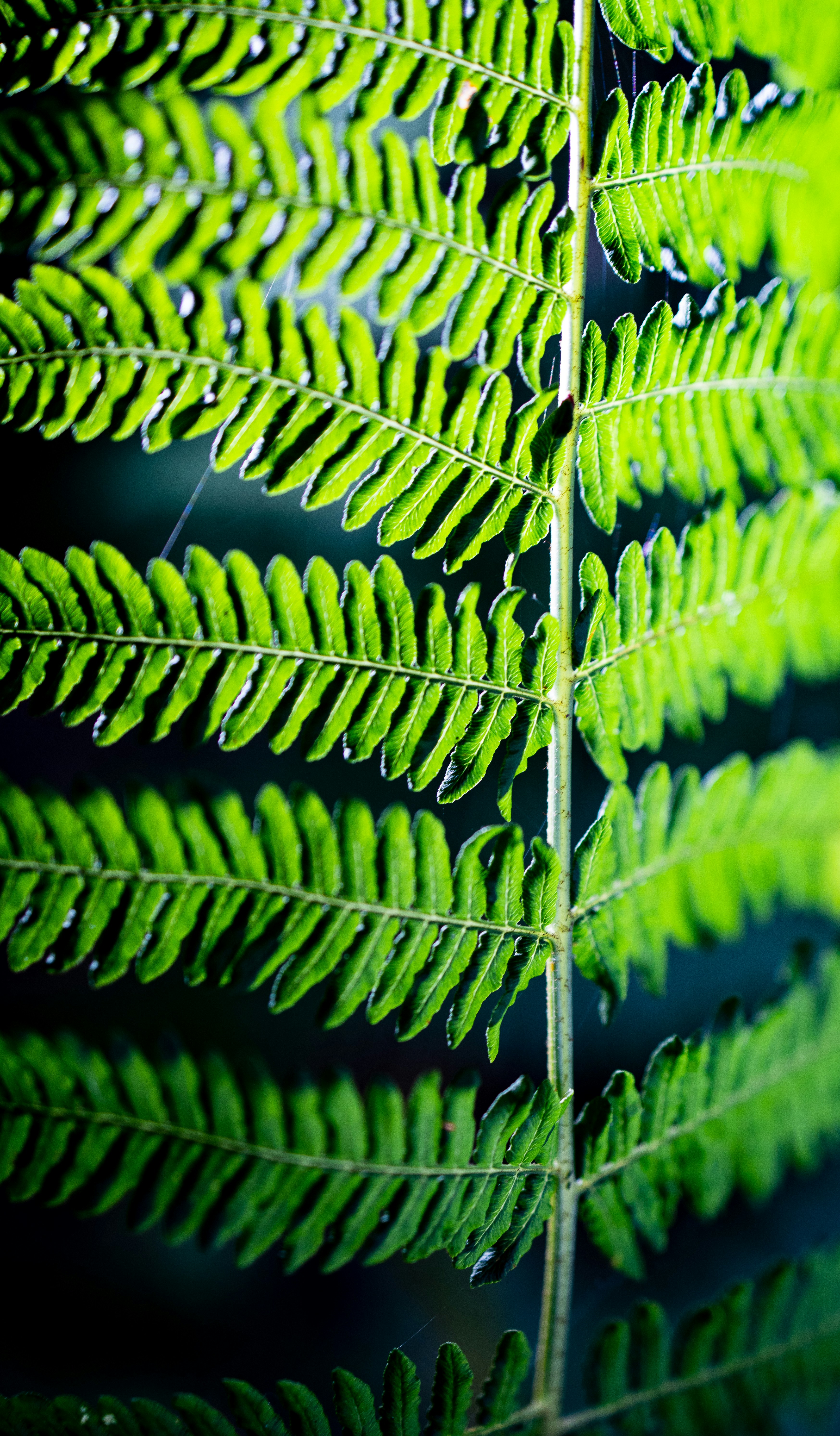 Emerald Frond Architecture: Close-Up on a Fern's Central Rachis