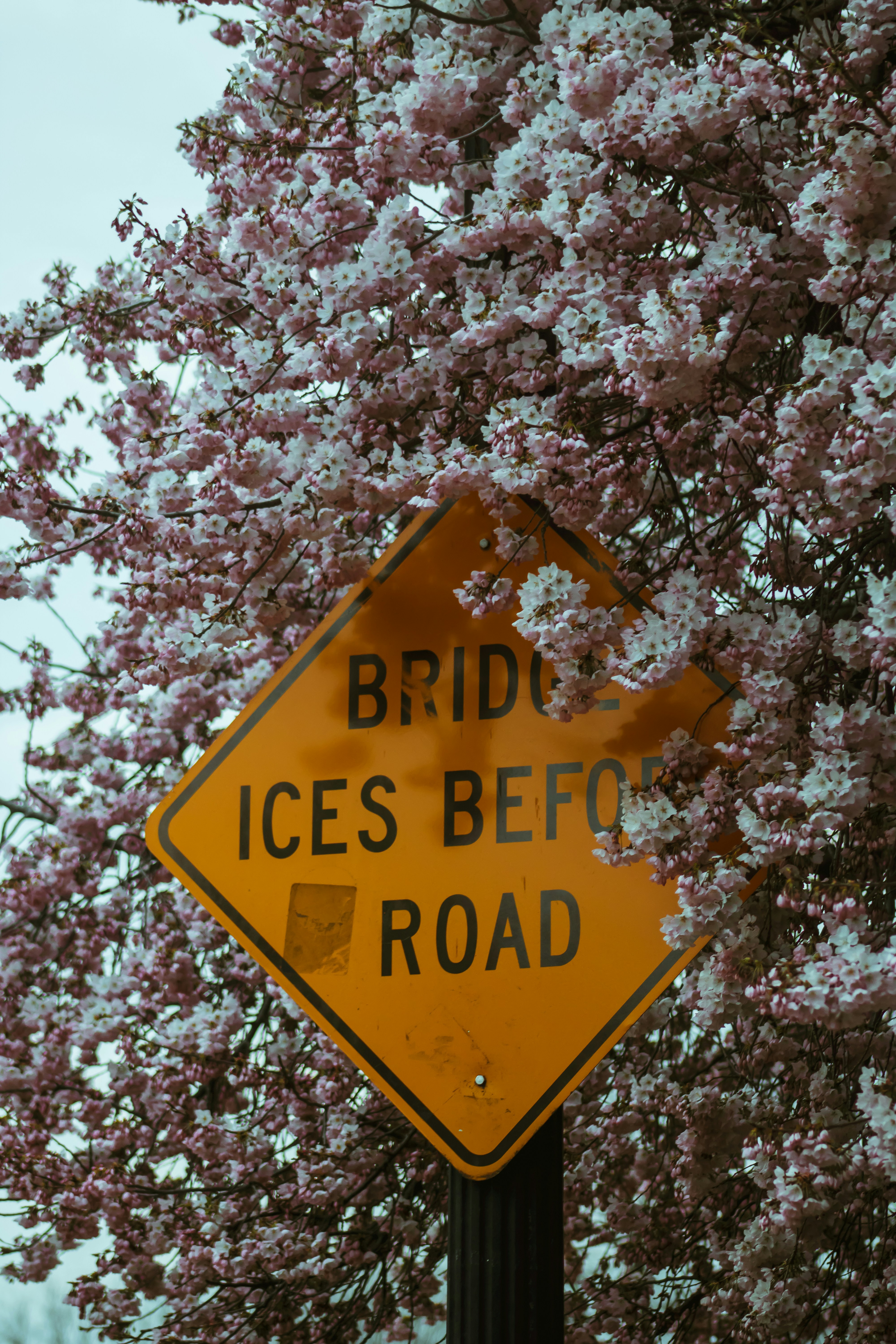 Petal Veil over a Yellow Warning Sign: Bridges Ices Before Road