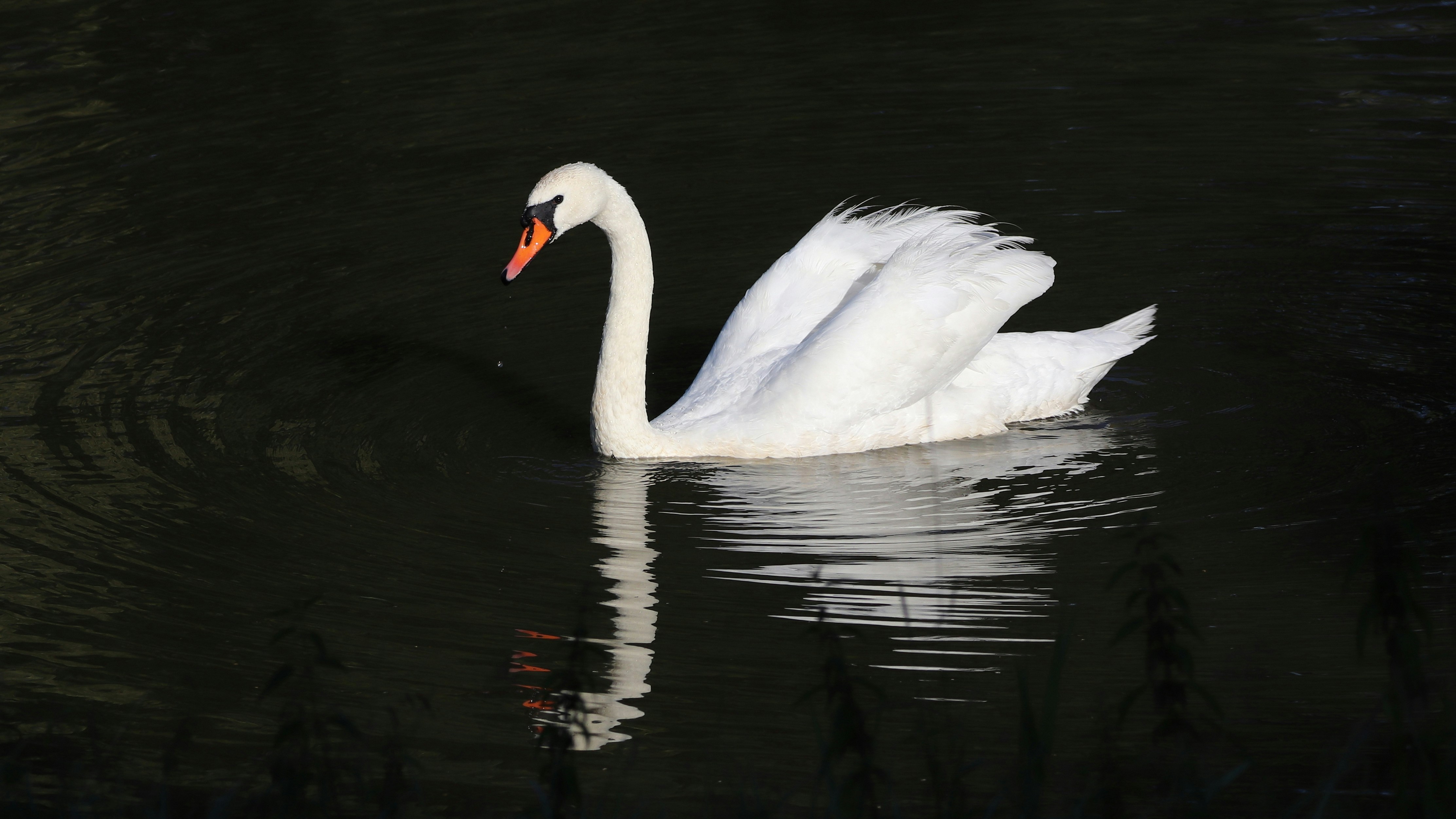 A graceful swan gliding across the dark water, its reflection creating a harmonious symmetry. The tranquil scene captures the essence of nature's beauty.