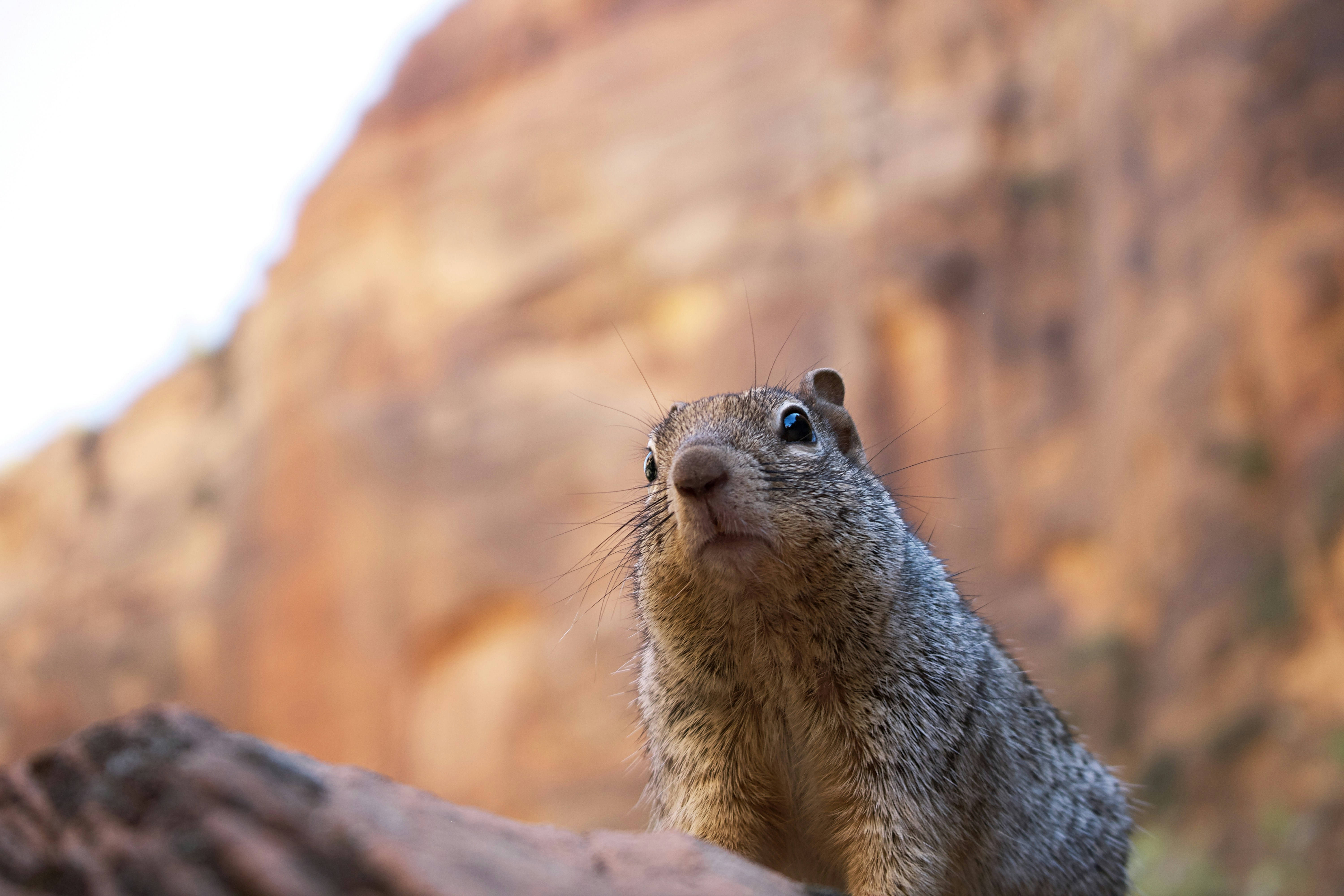 Squirrel perched on a rock with blurred canyon walls in the background.