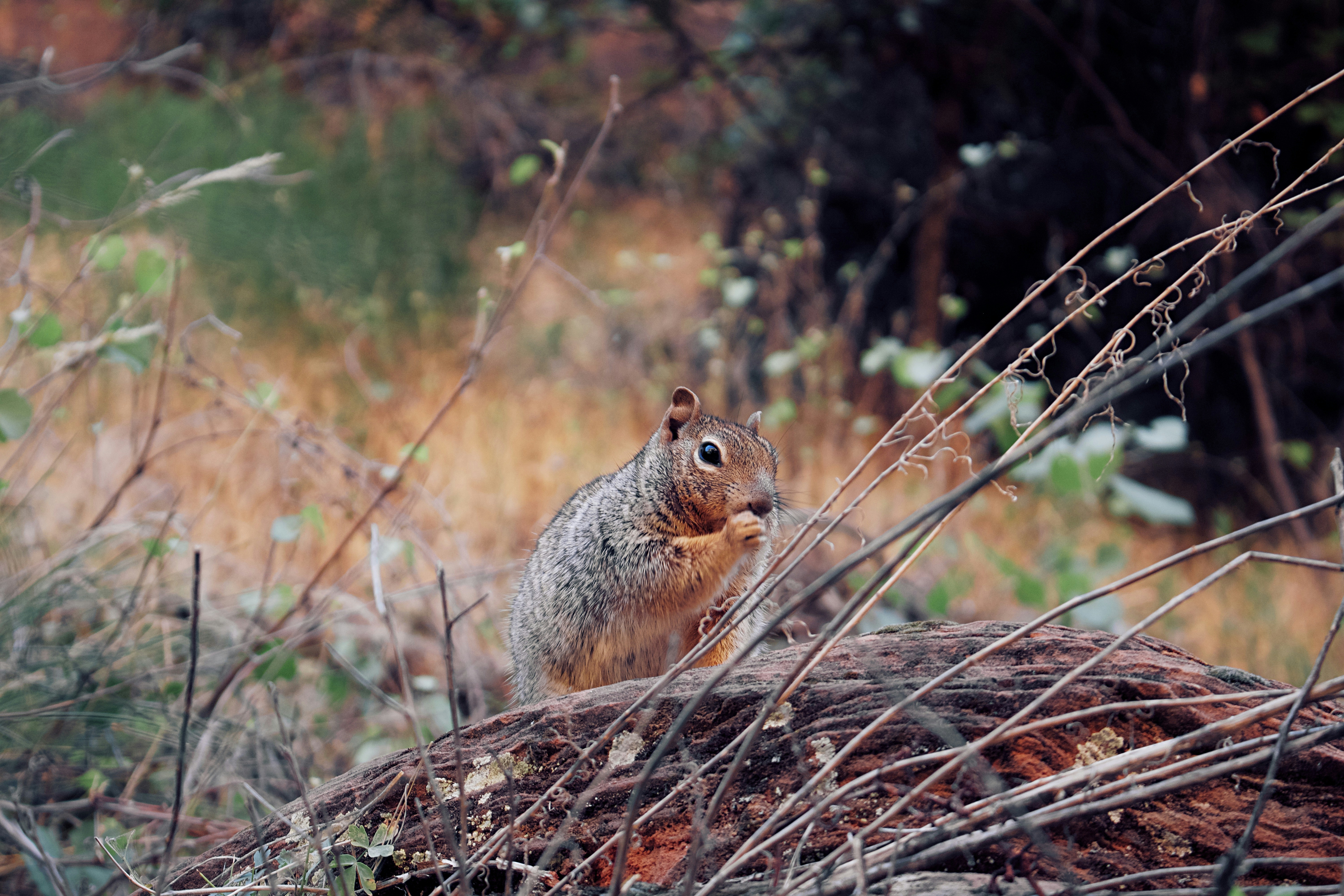 Squirrel on a Mossy Log: A Quiet Moment in the Brush