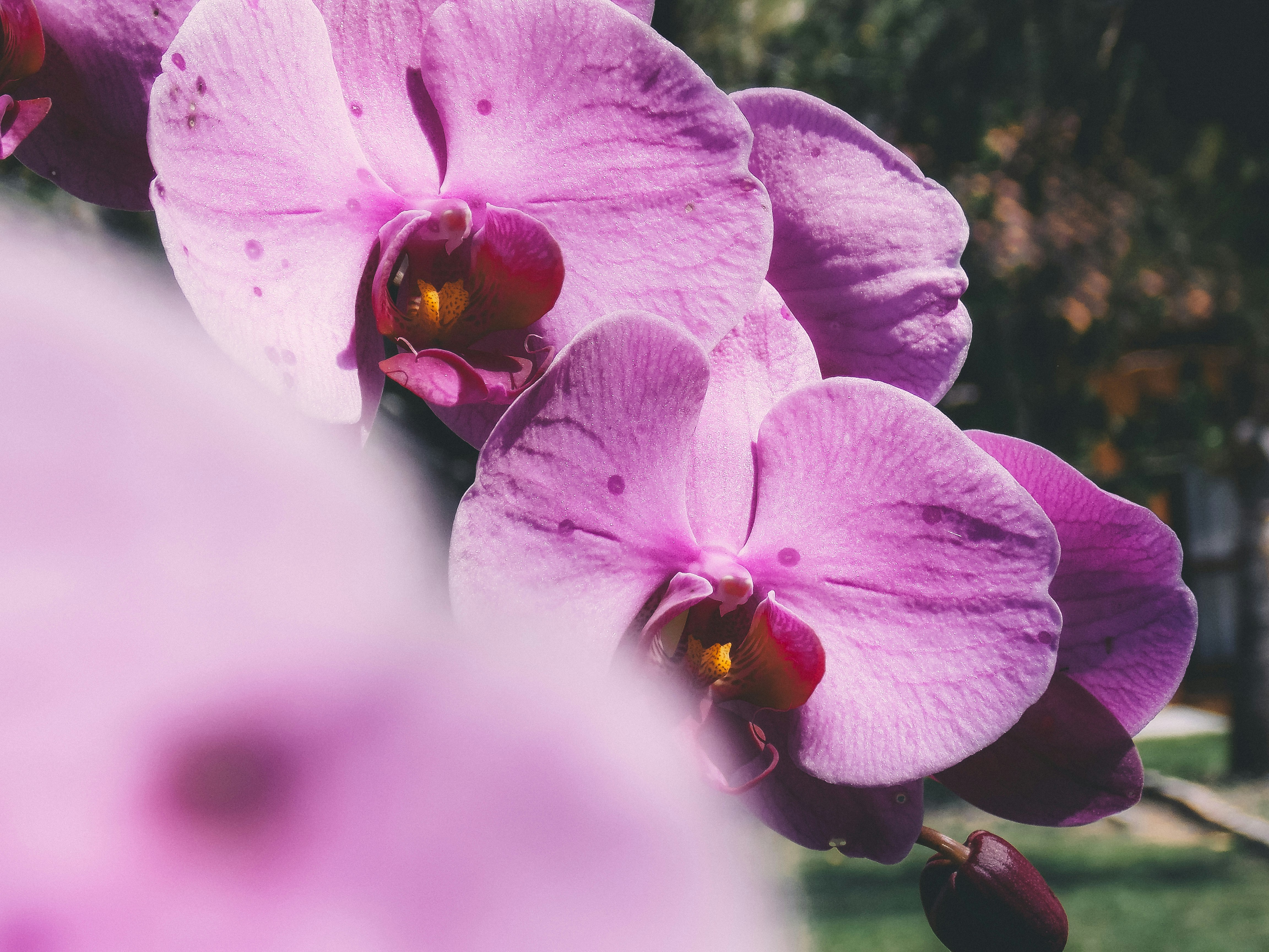 Vibrant purple moth orchid blossoms in full sunlight with soft, blurred foreground petals.