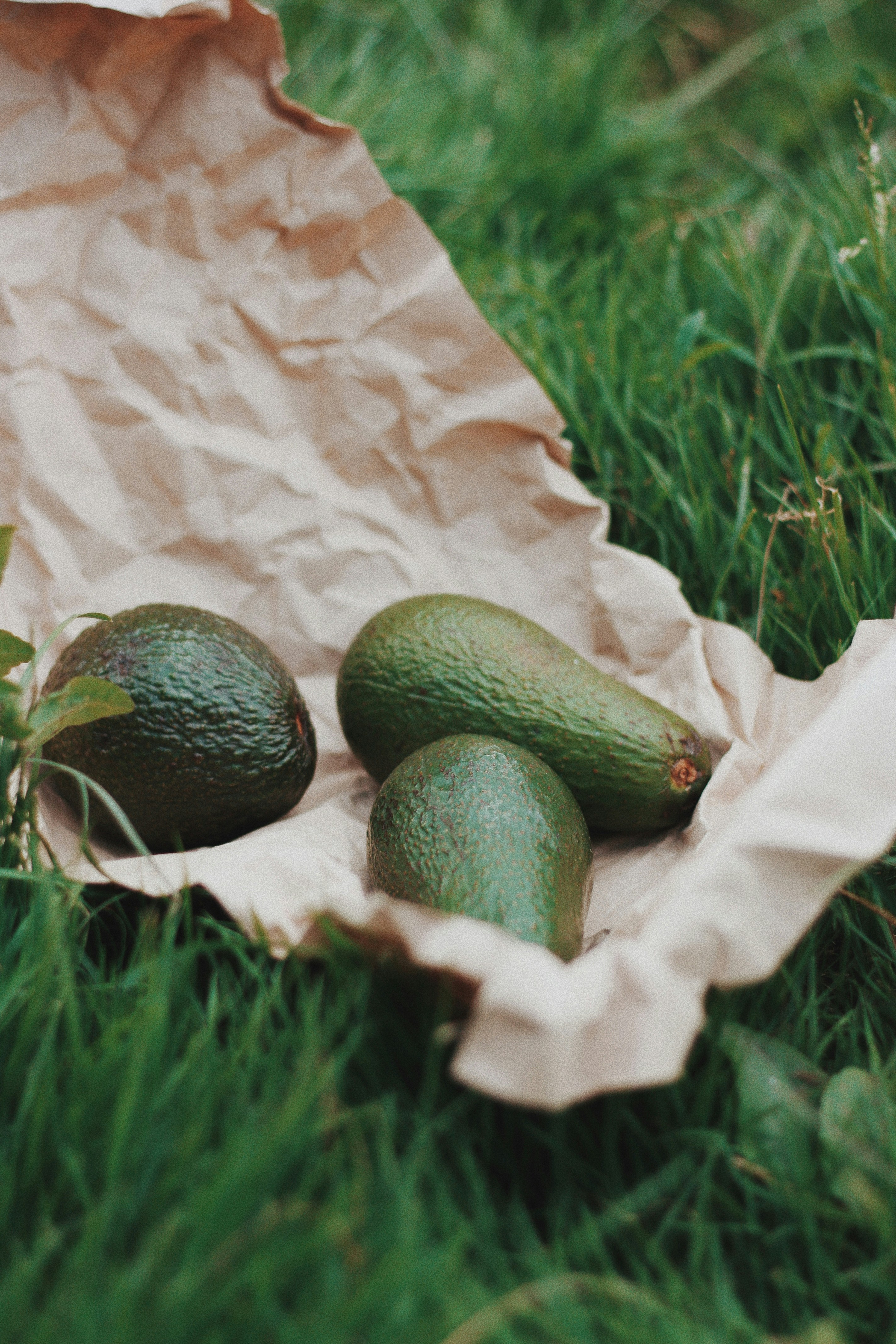 Avocados Resting on Crumpled Kraft Paper in a Sunlit Picnic Scene