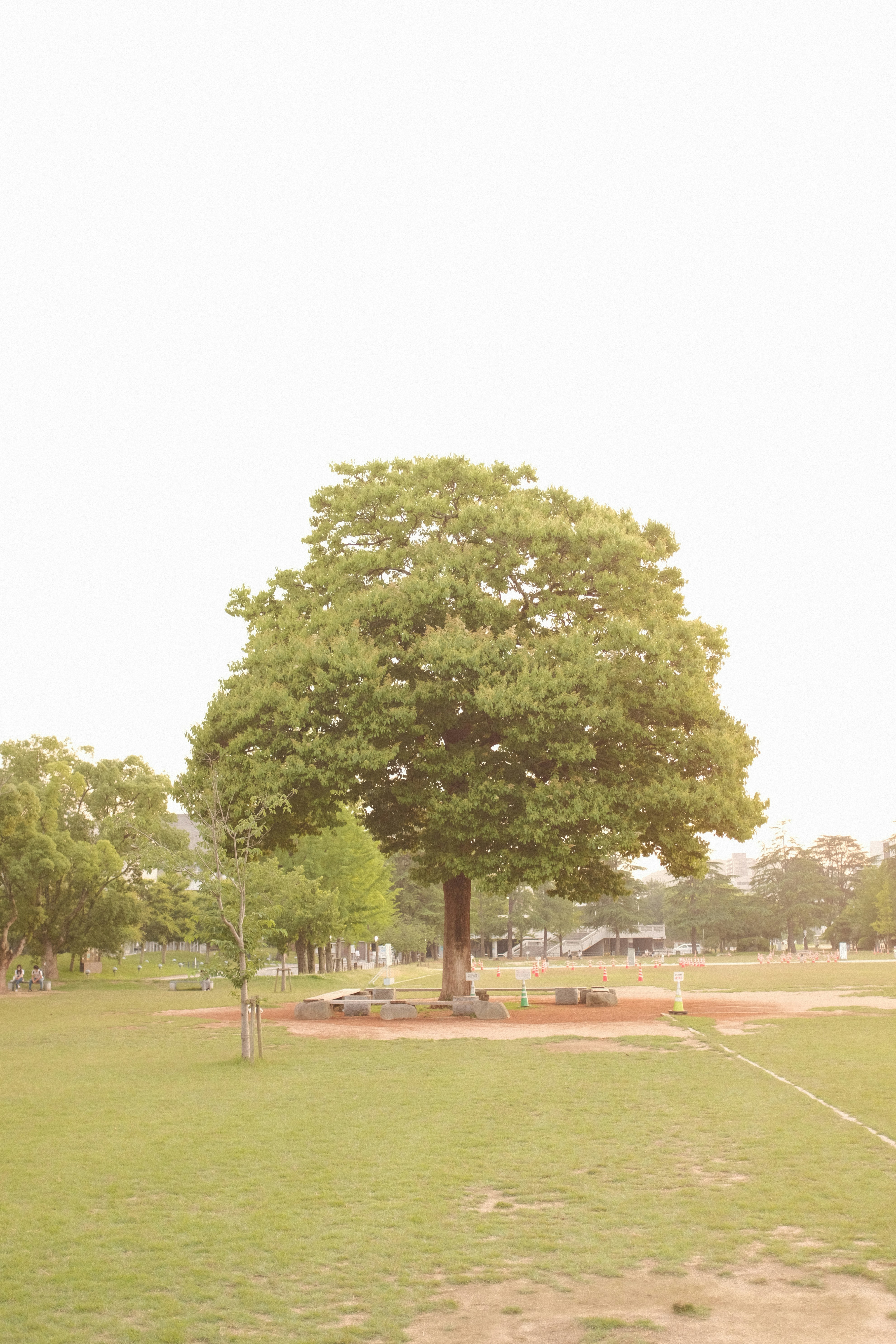 A majestic tree stands alone in a green park, surrounded by gentle grass and distant figures enjoying the outdoors.