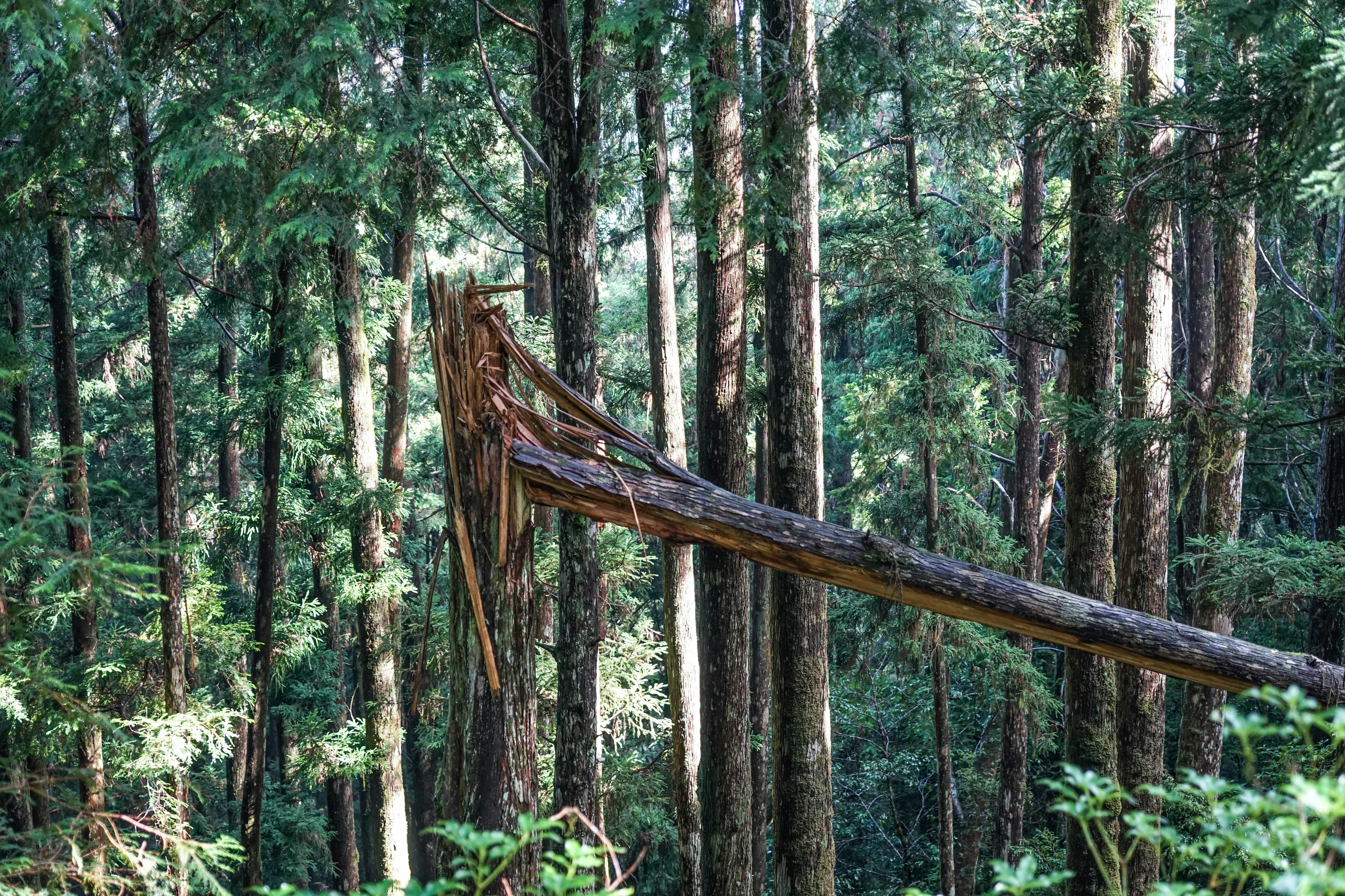Diagonal Remnant: Weathered log threads through a sunlit pine grove