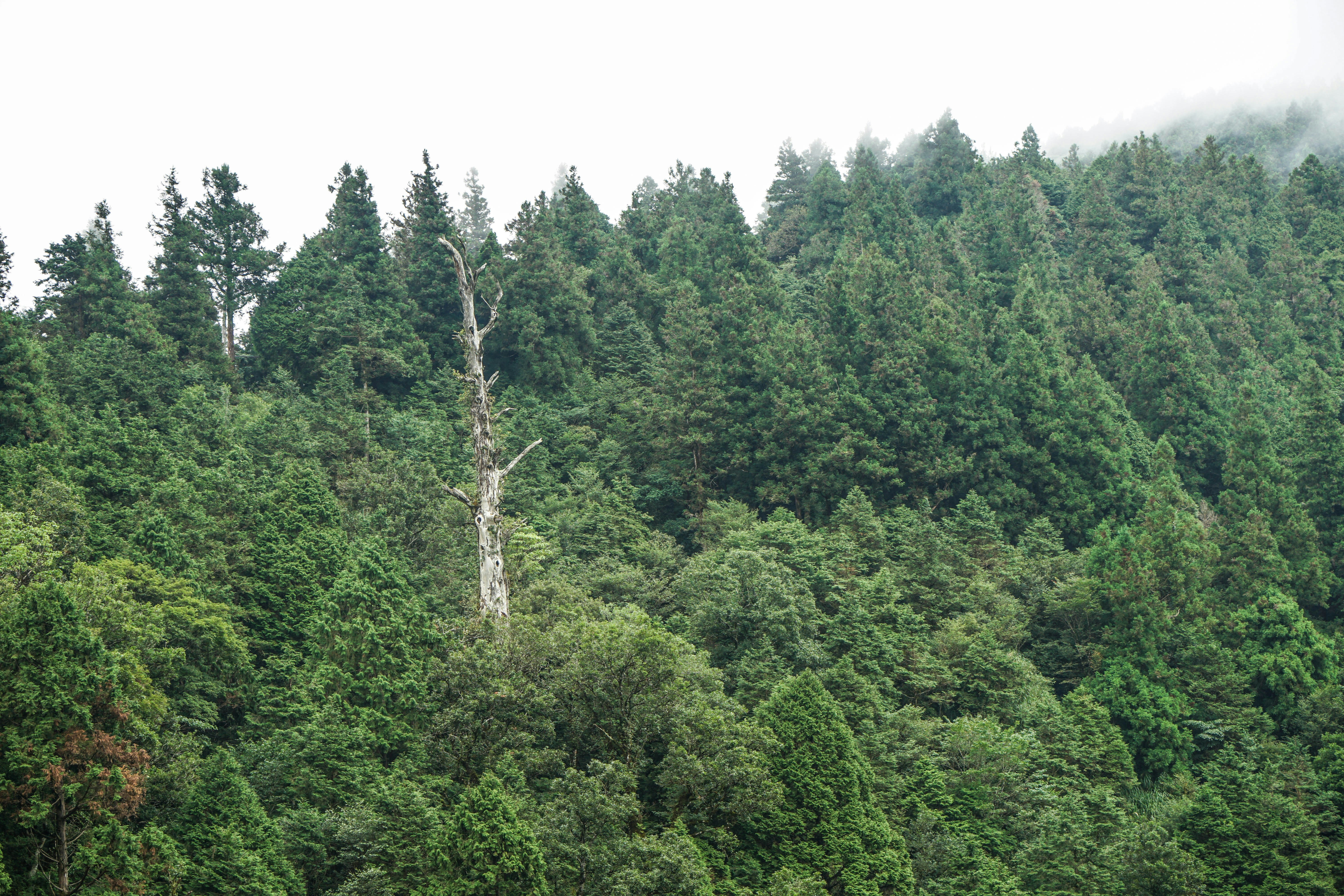 Lone Trunk Among Emerald Pines at Dawn