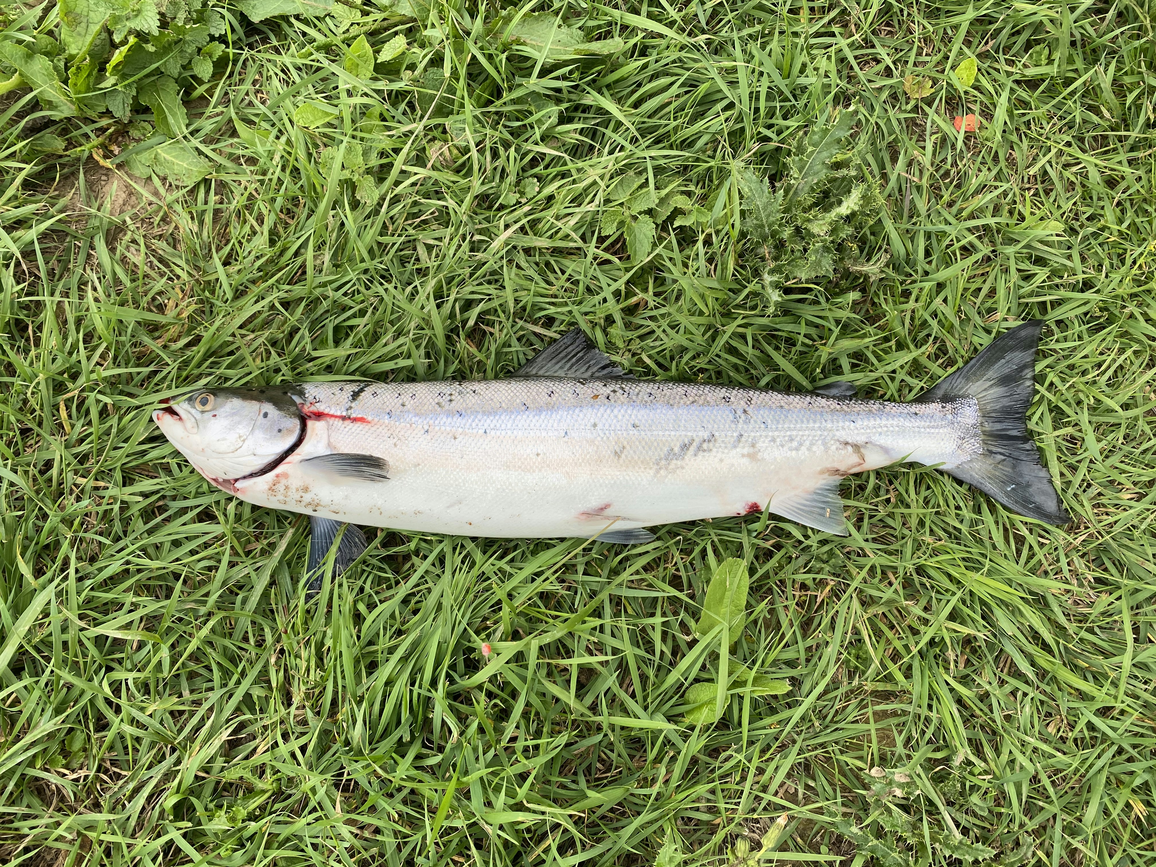 Grassbound Rainbow Trout: a gleaming river-runner resting on emerald turf
