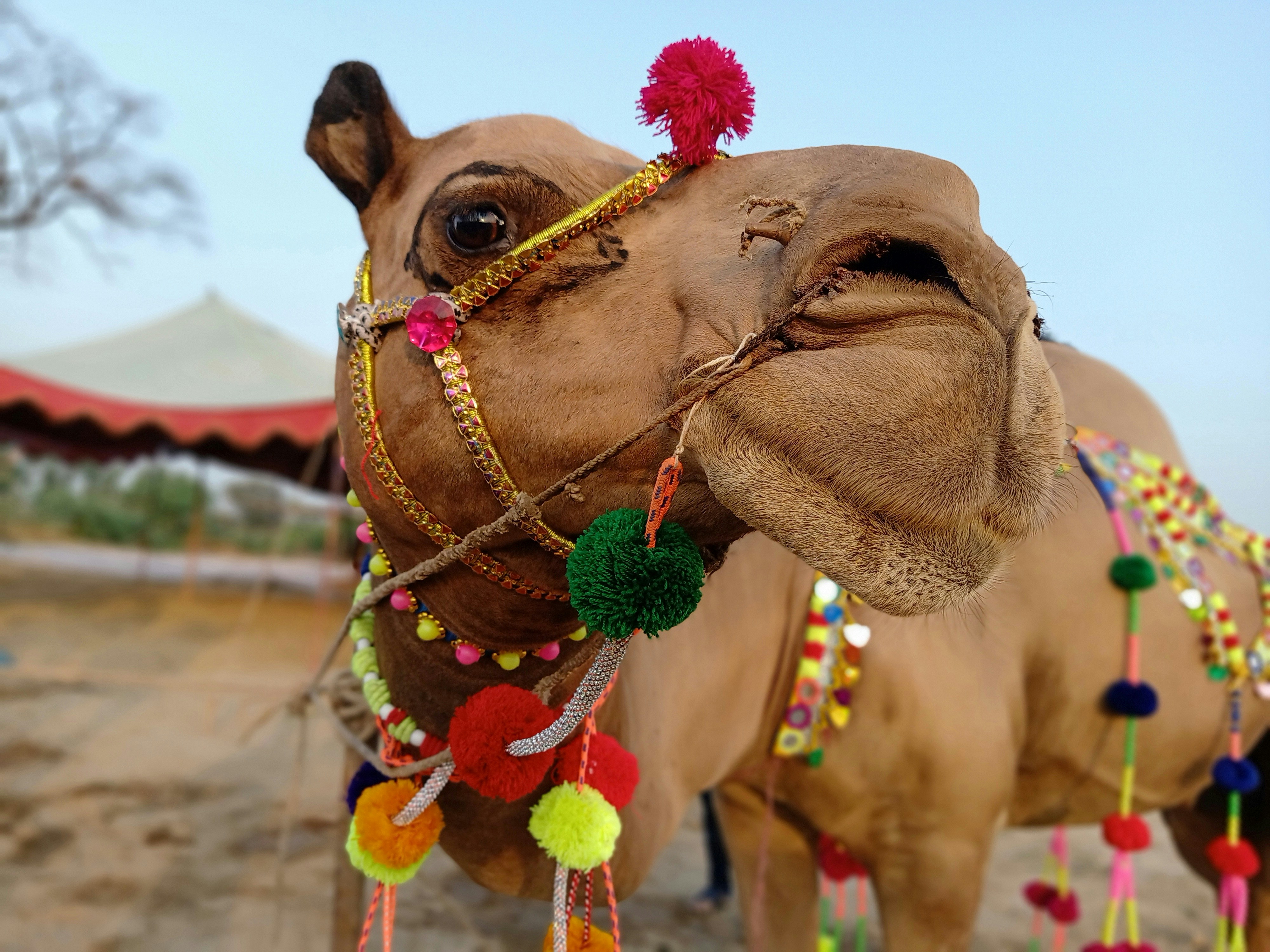 brown camel with red rose on head