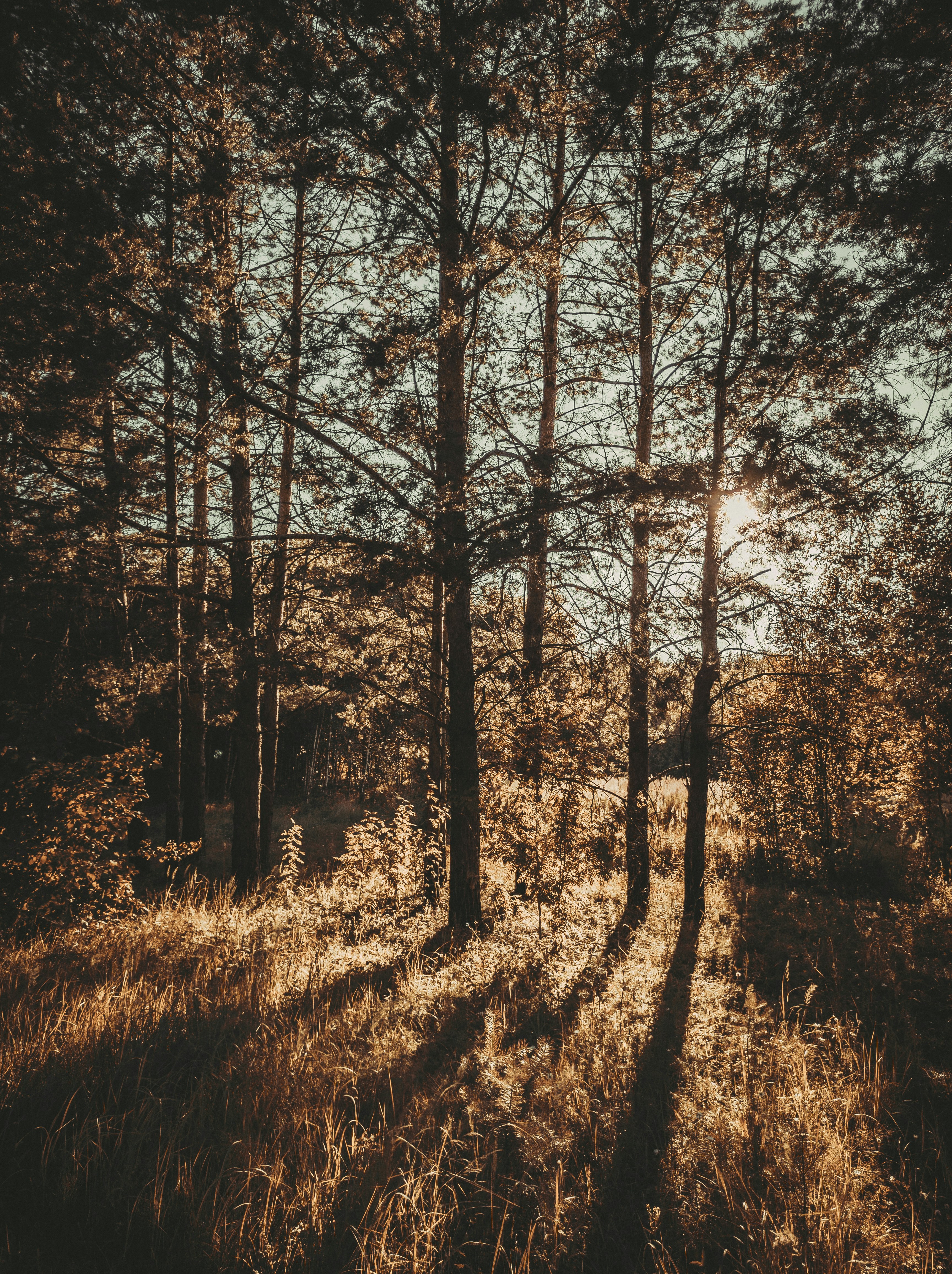 Old Forest Pictures | Download Free Images on Unsplash