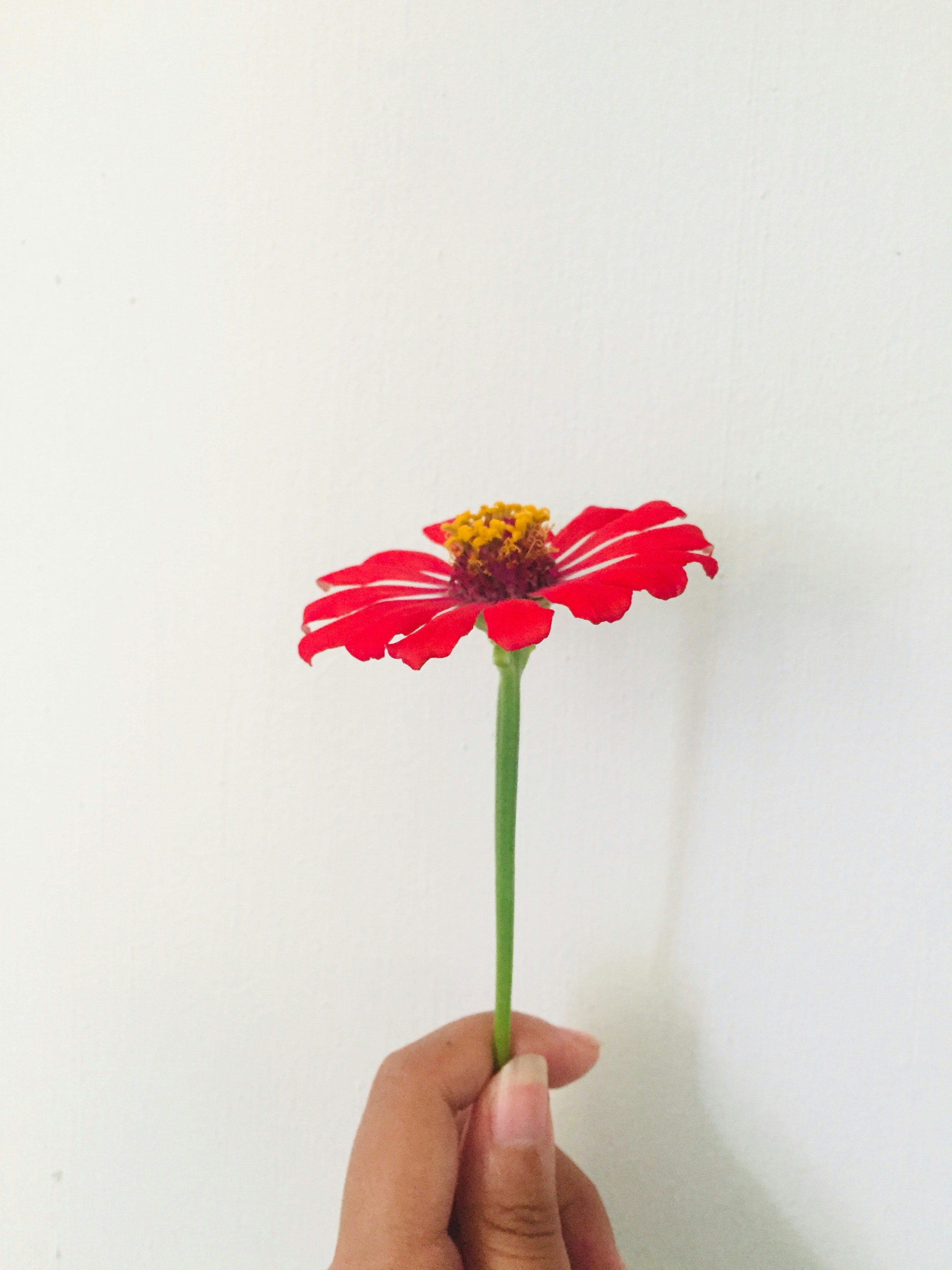Hand holding a vibrant red flower with yellow center against a plain white background.