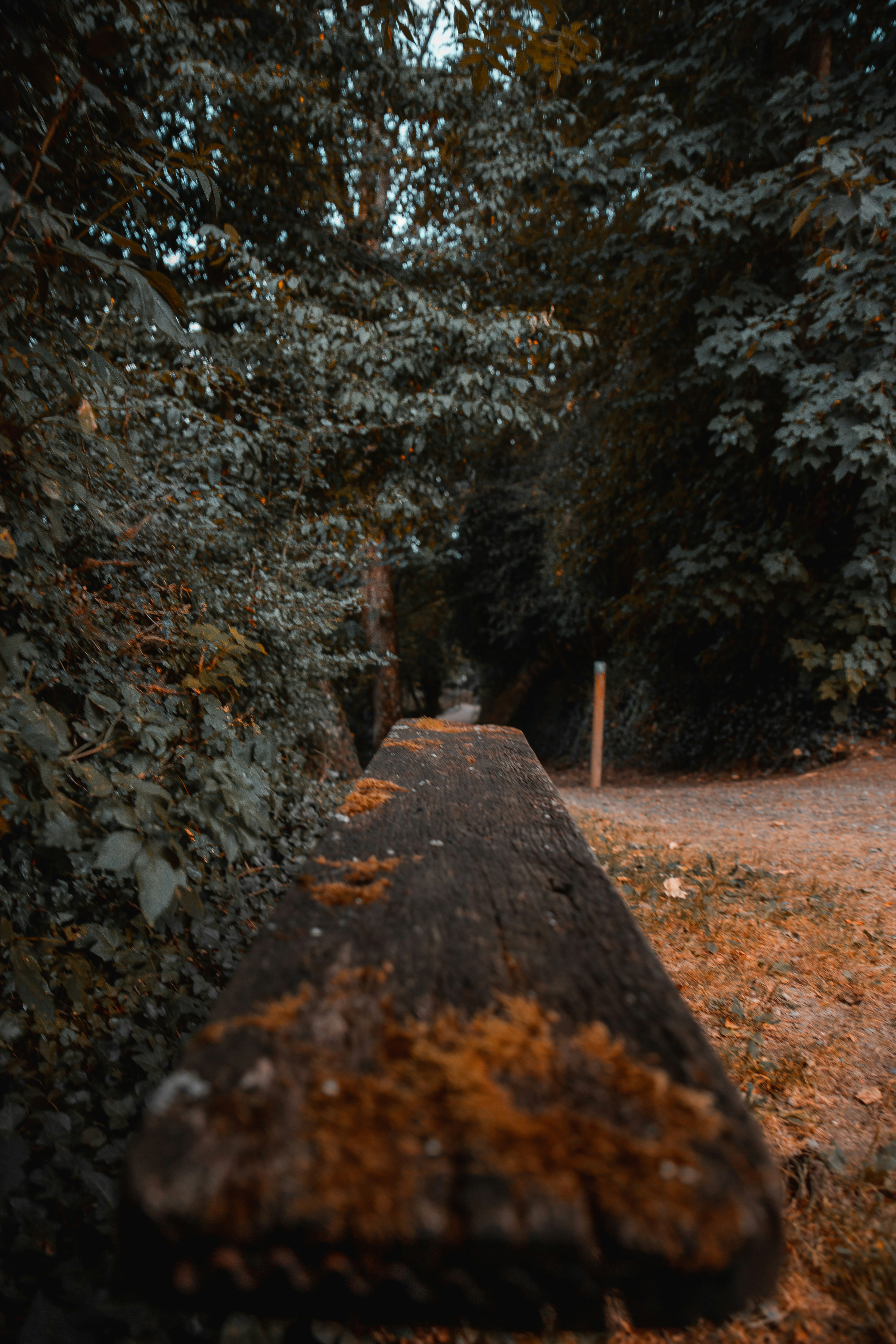 Moss-covered wooden beam leading into a forested path with dense foliage.