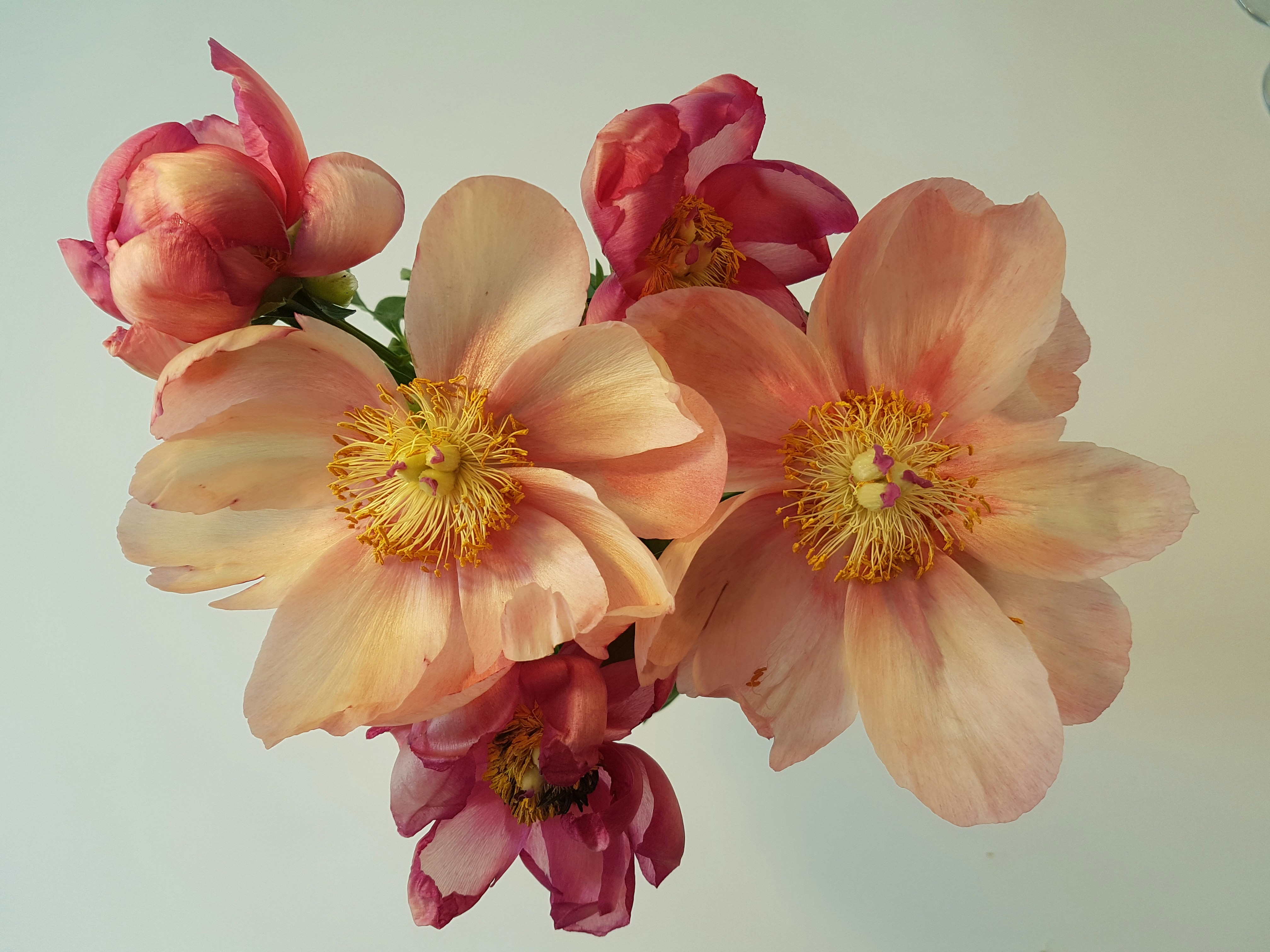 Withering bouquet of peonies | pink and yellow flower petals
