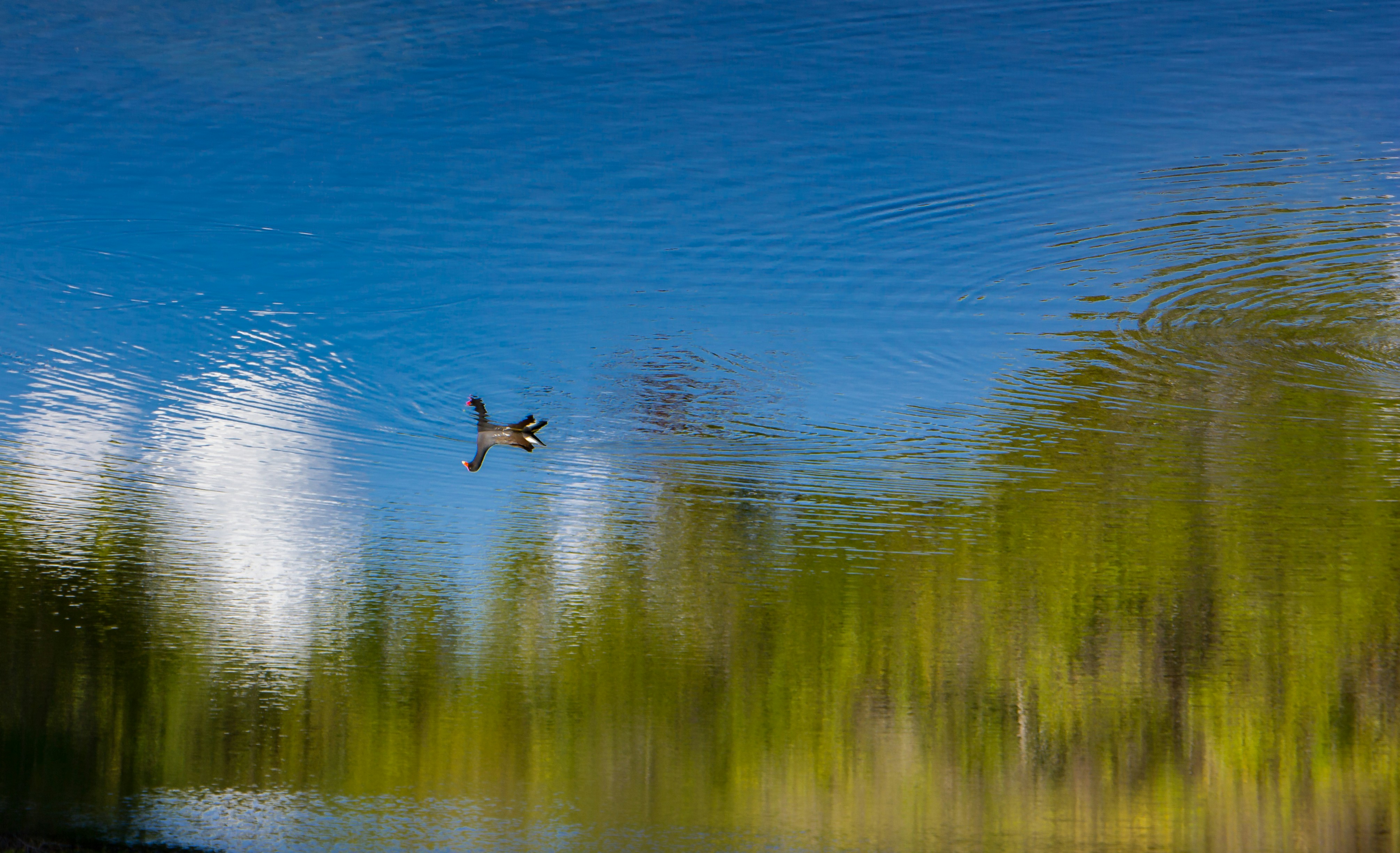 Duck floating upside down on reflective lake with blue sky and trees mirrored in the water.
