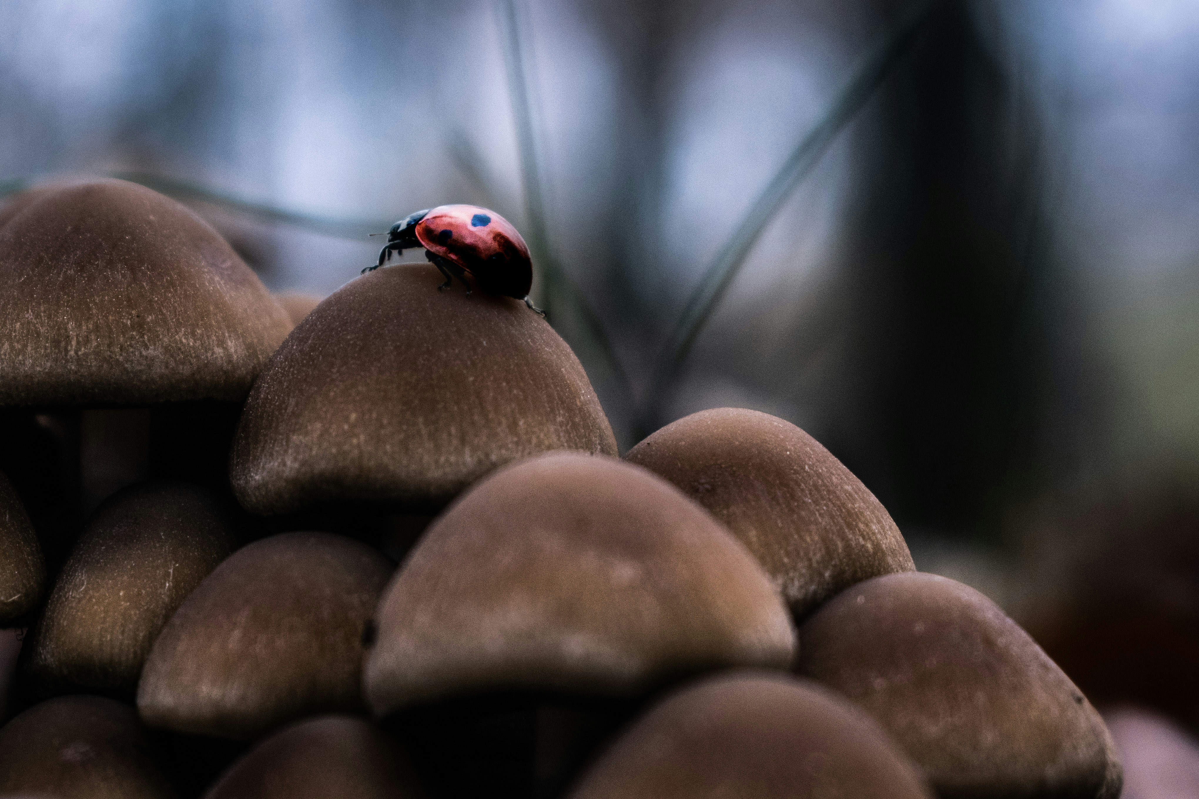 A ladybug perched atop a cluster of mushrooms, showcasing the delicate balance of nature. The soft focus highlights the textures of the fungi and the vibrant colors of the insect.