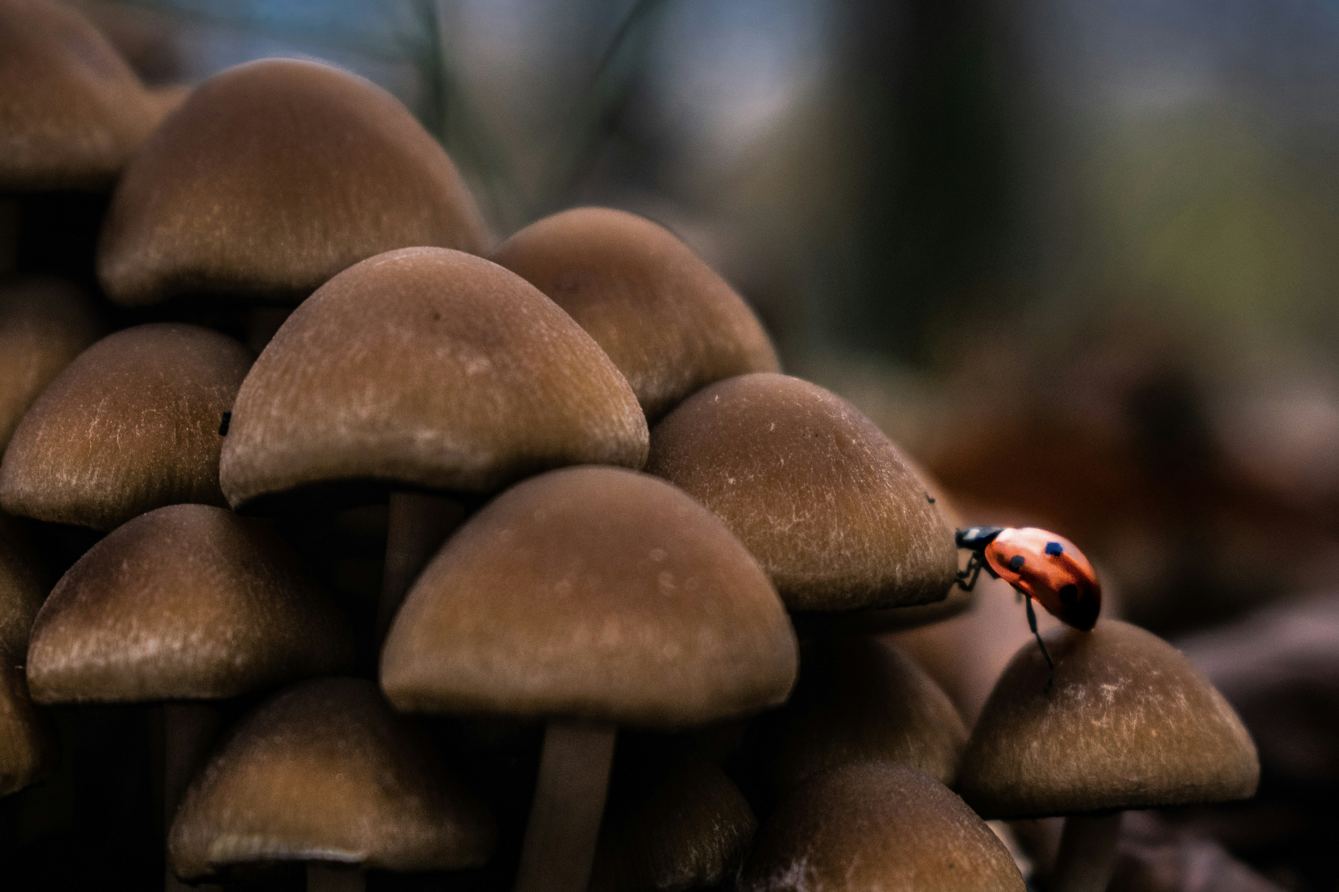 A vibrant ladybug exploring a cluster of brown mushrooms in a forest setting, showcasing the intricate details of both the insect and fungi.