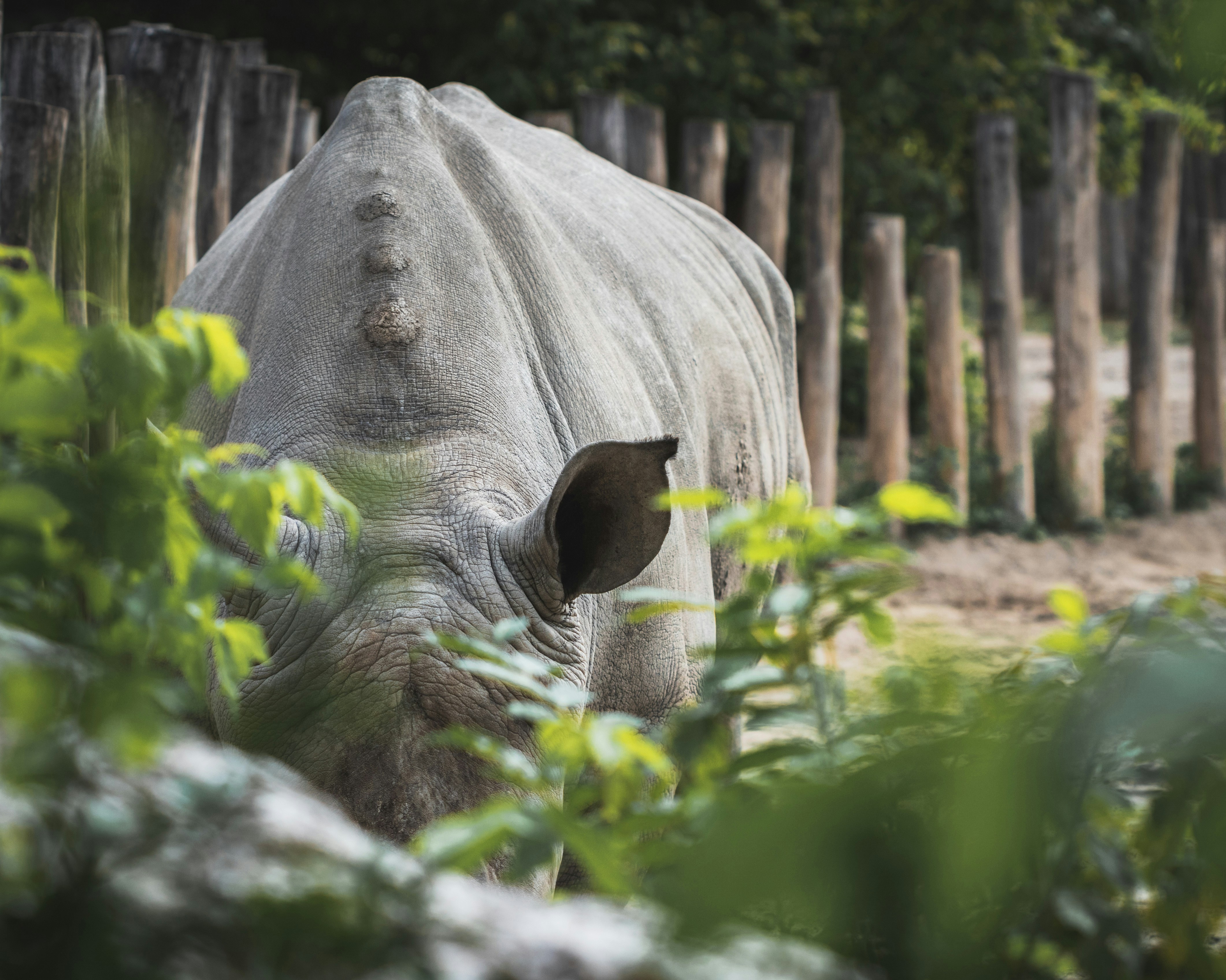 Echo of the Horn: Rhino's Quiet Gaze Through a Green Veil