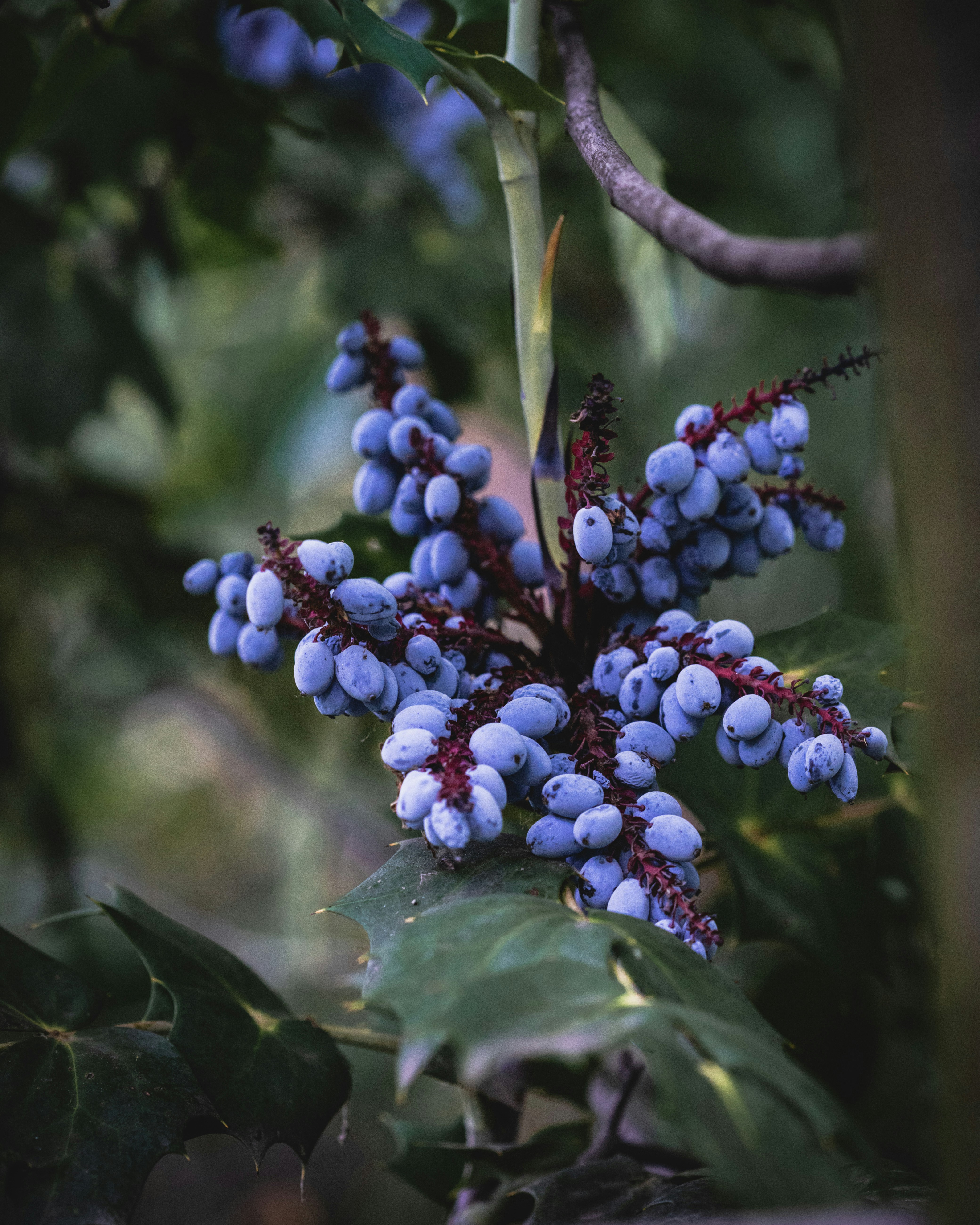 Azure Berries in Focus: A Quiet Cluster Amid Forest Green