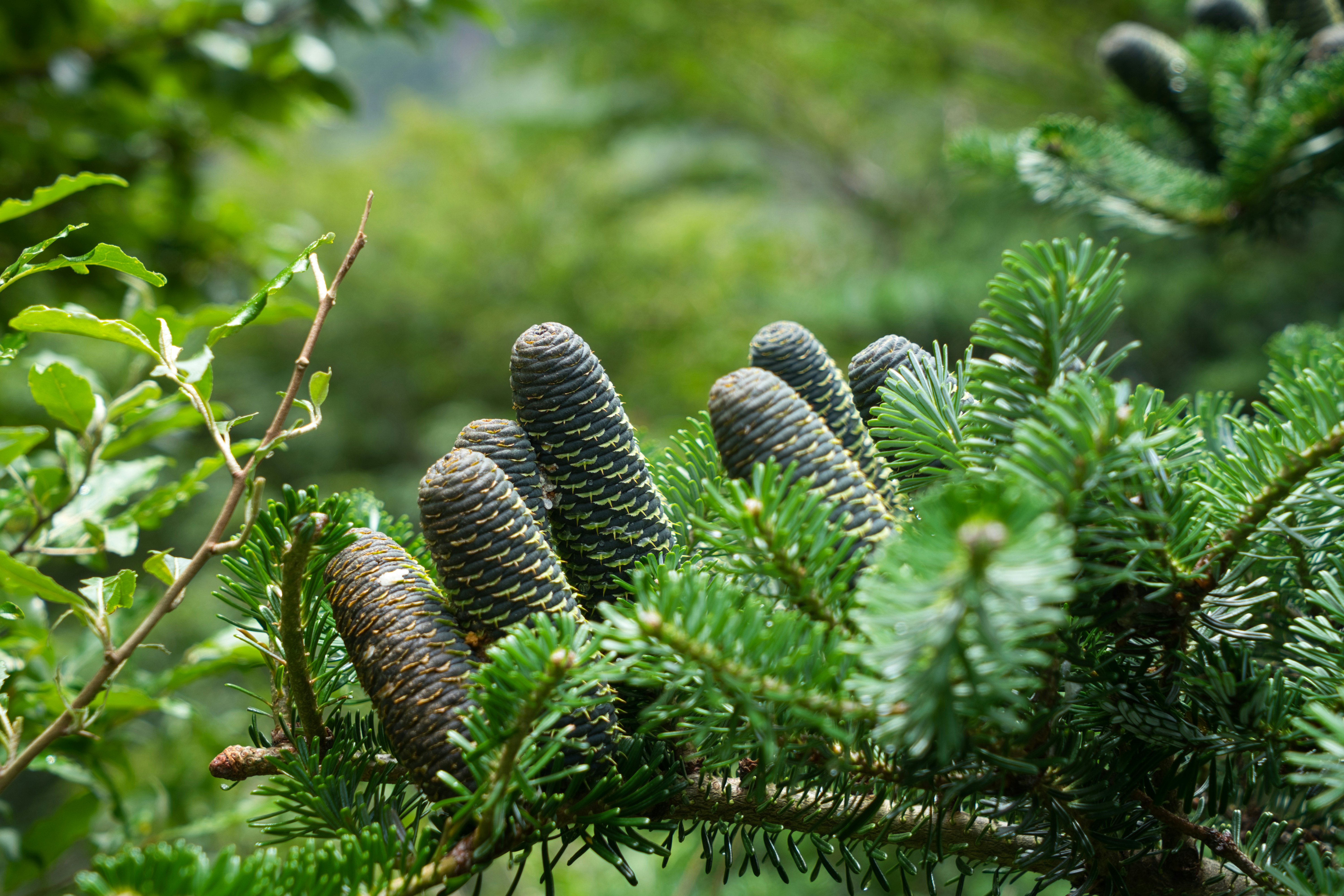 Cluster of pine cones nestled among lush green branches, highlighting the intricate textures and colors of nature's design.