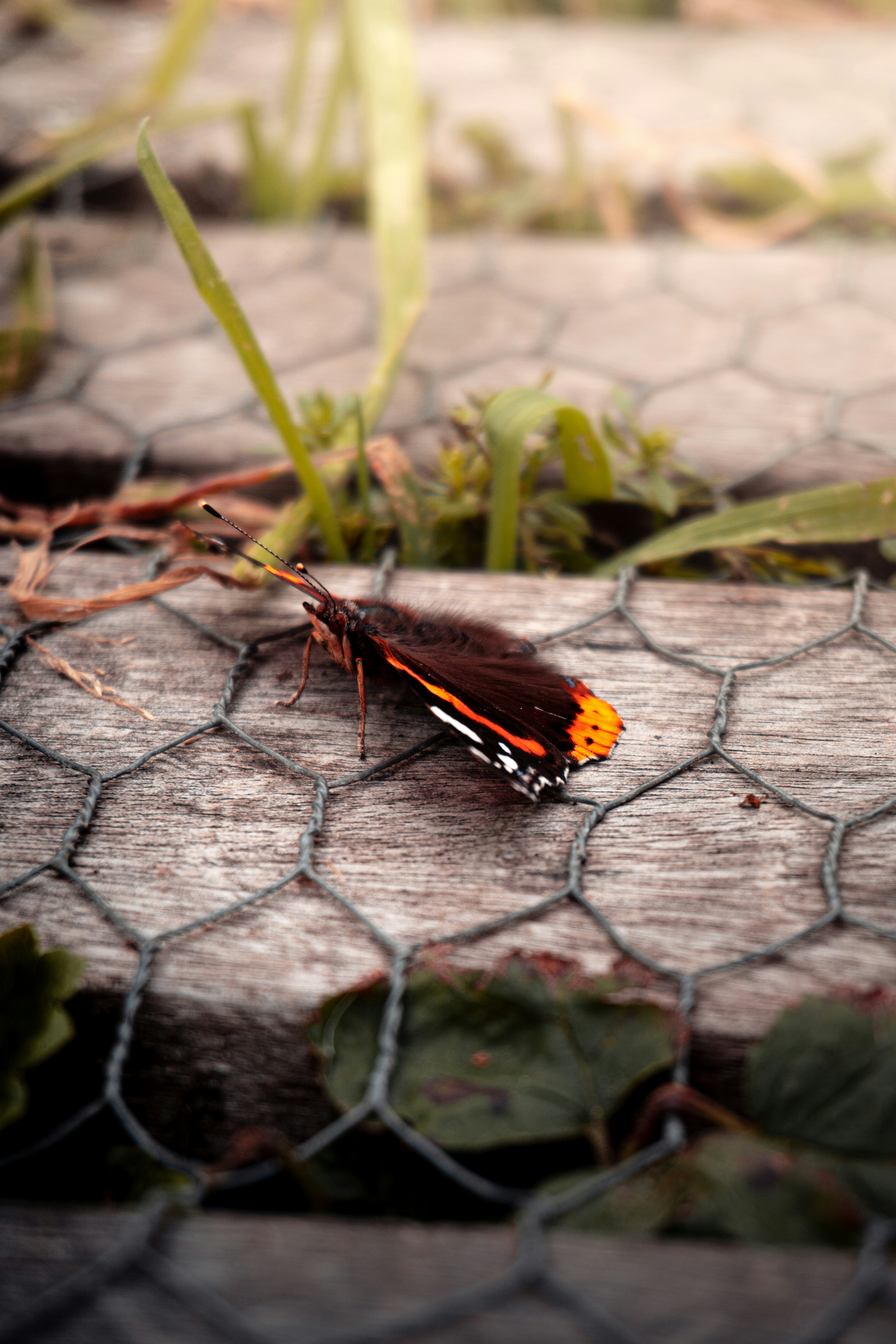 Orange-Tipped Butterfly Resting on Weathered Wood Framed by Hexagonal Mesh
