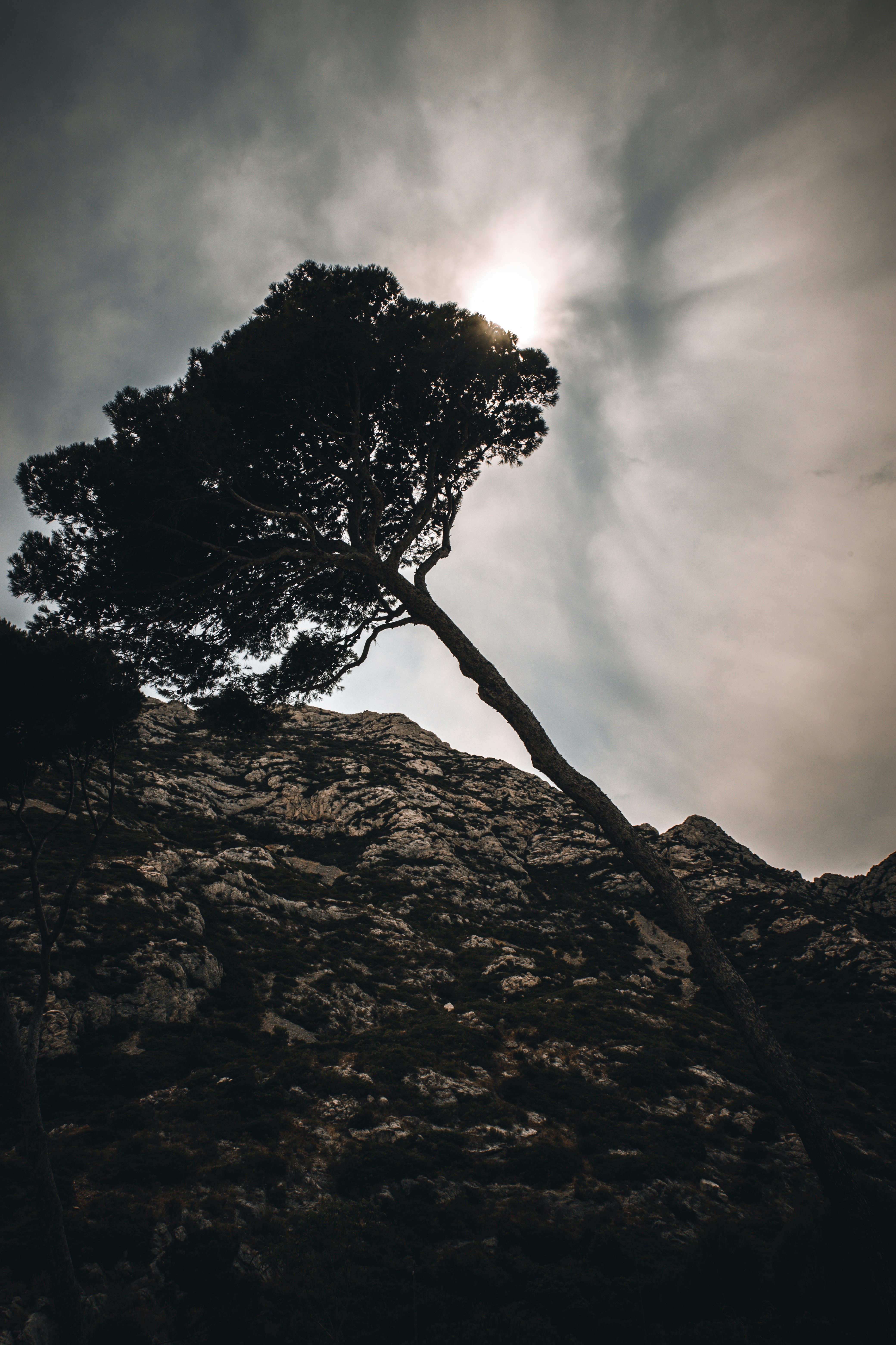 Silhouette of Resilience