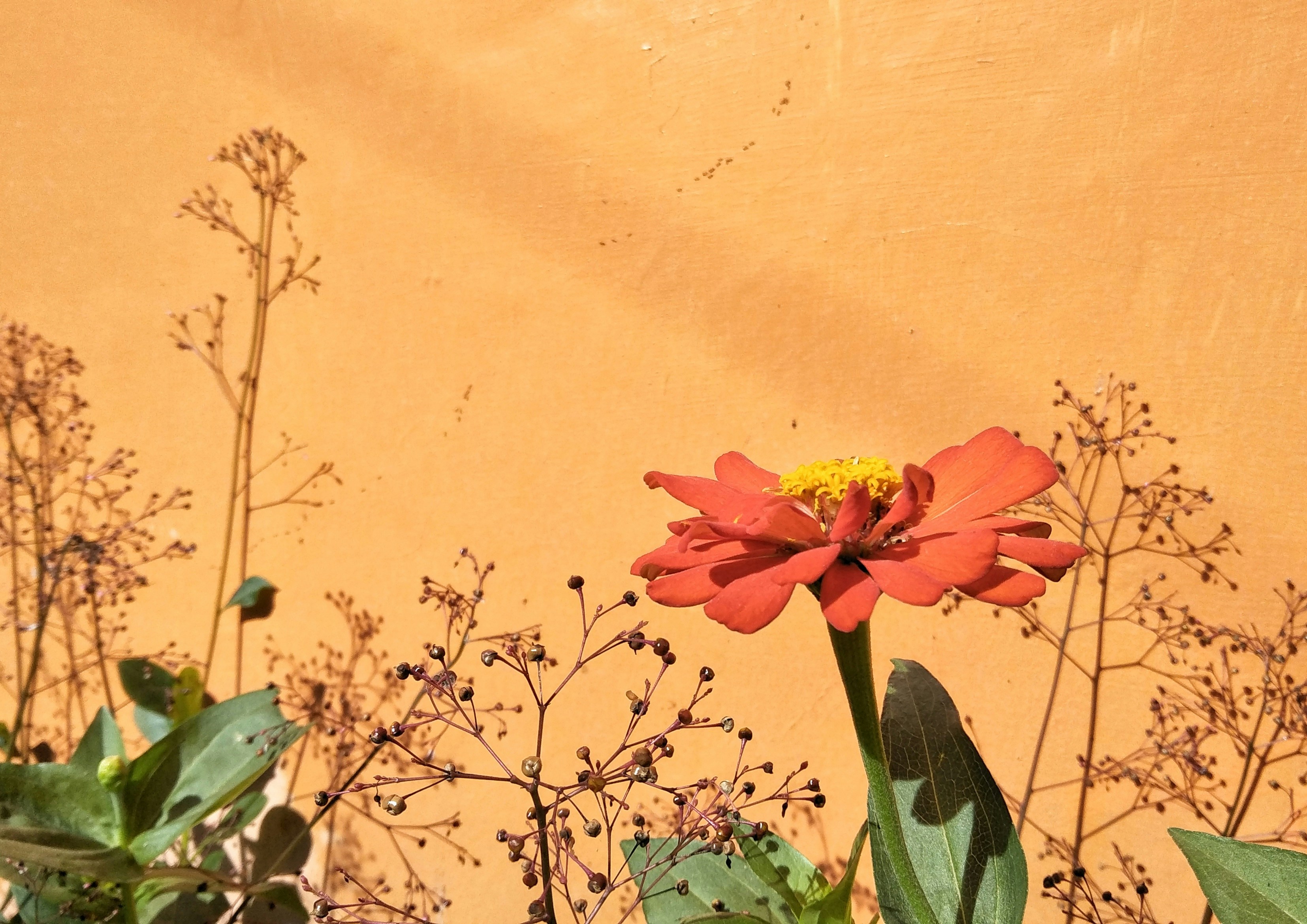 Close-up photograph of a red flower with a yellow center against a warm terracotta backdrop, with delicate dried stems in the background.
