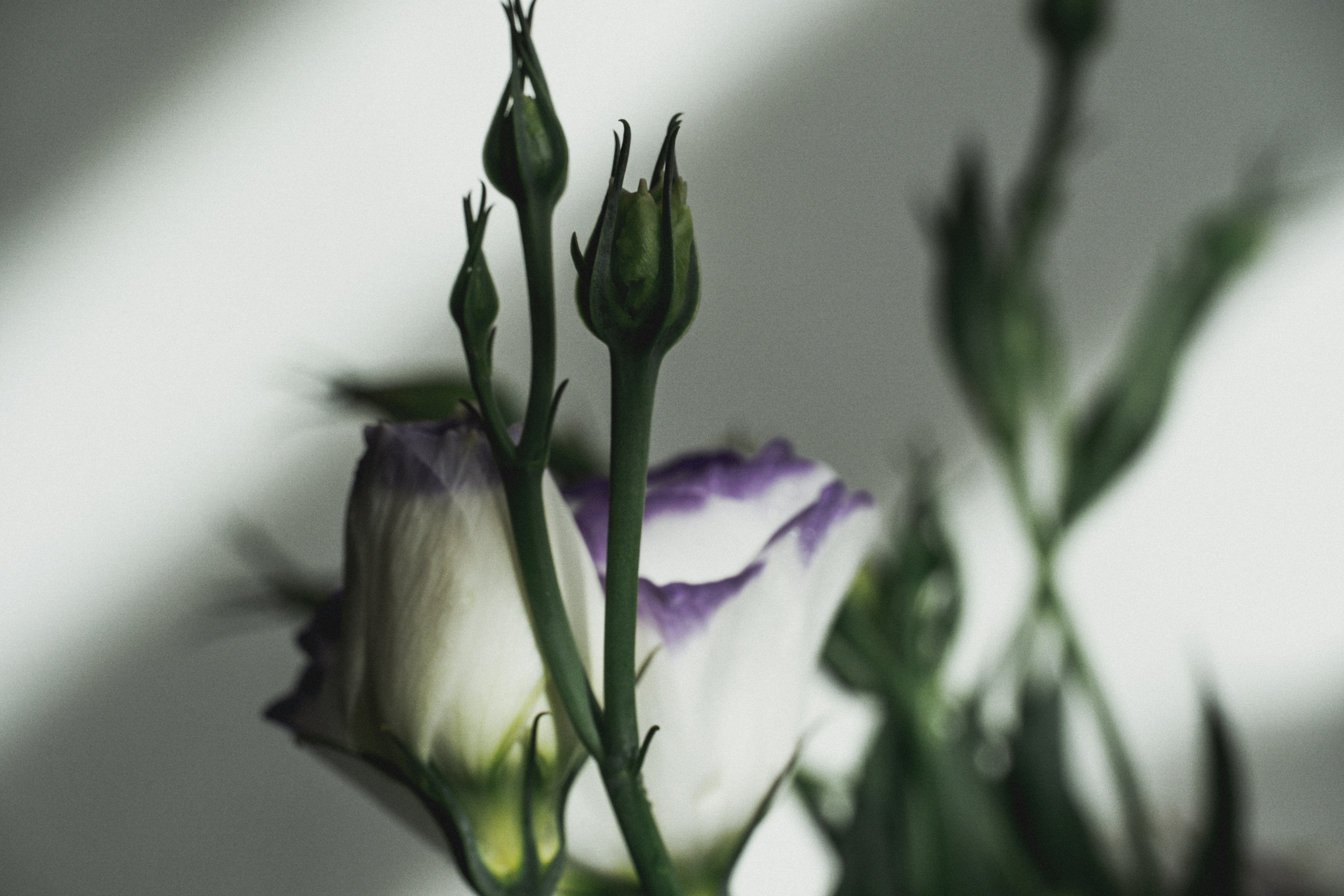 Close-Up of a Budding Rose: Quiet Fragments of Bloom and Stem
