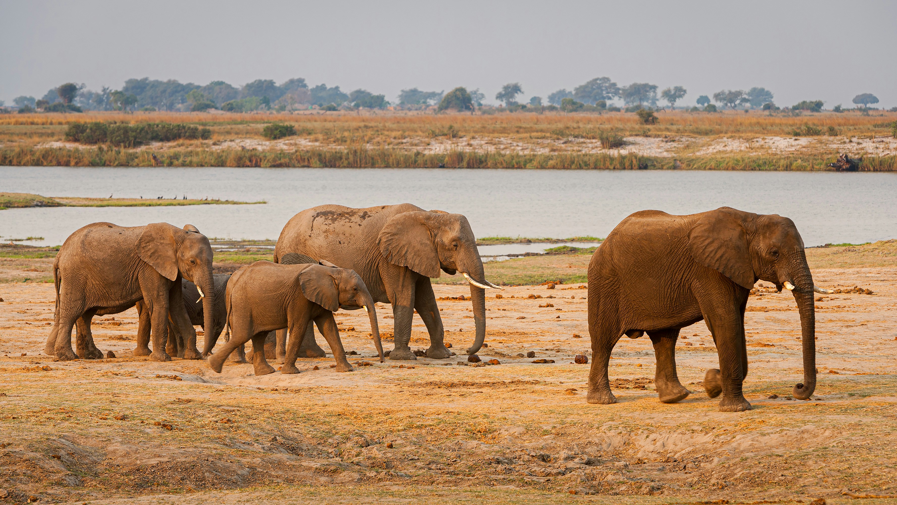 A family of elephants traversing a sandy riverbank, with a serene water backdrop and lush vegetation in the distance.