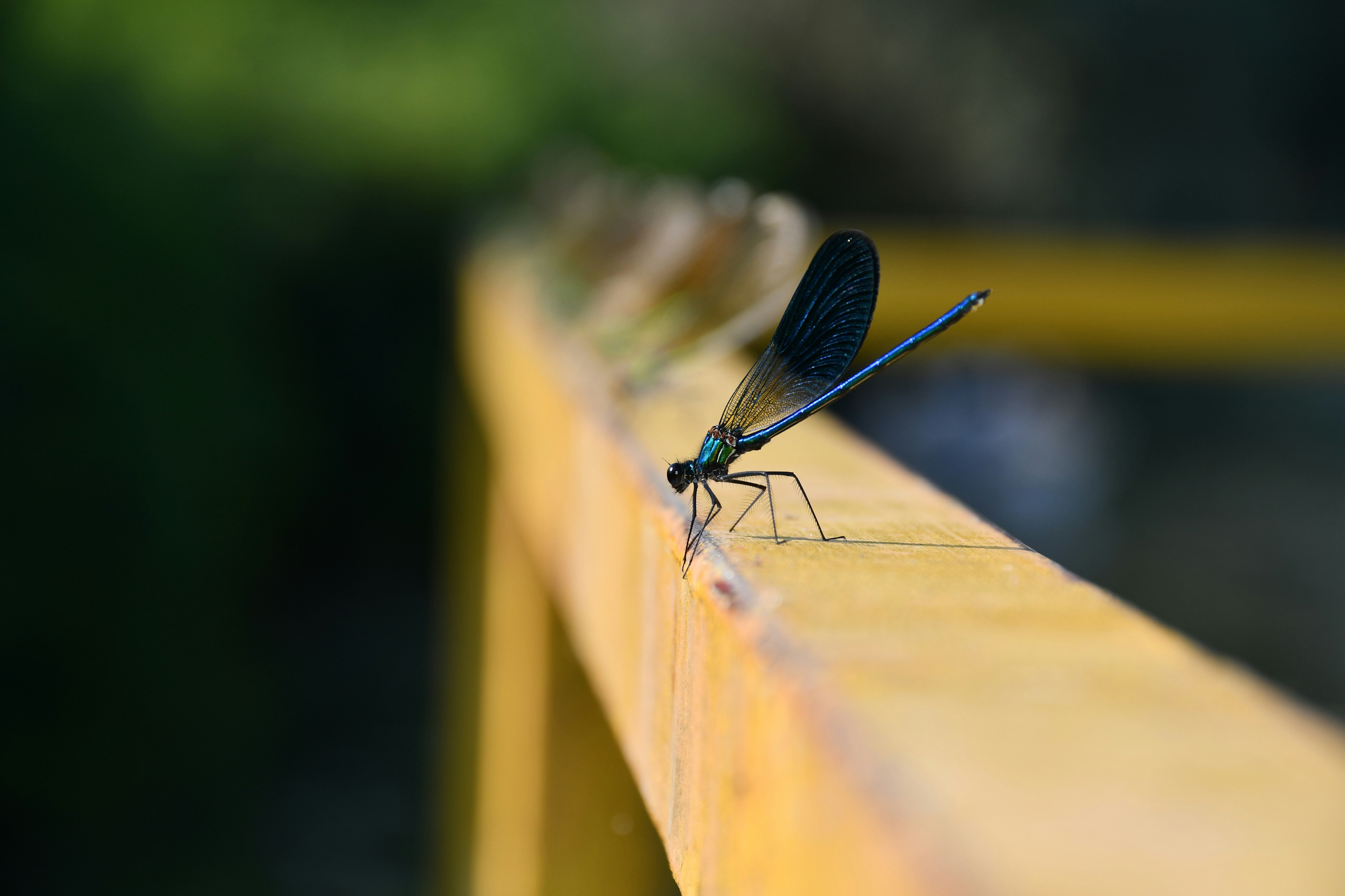 Dragonfly at the Edge: a sunlit railing macro moment