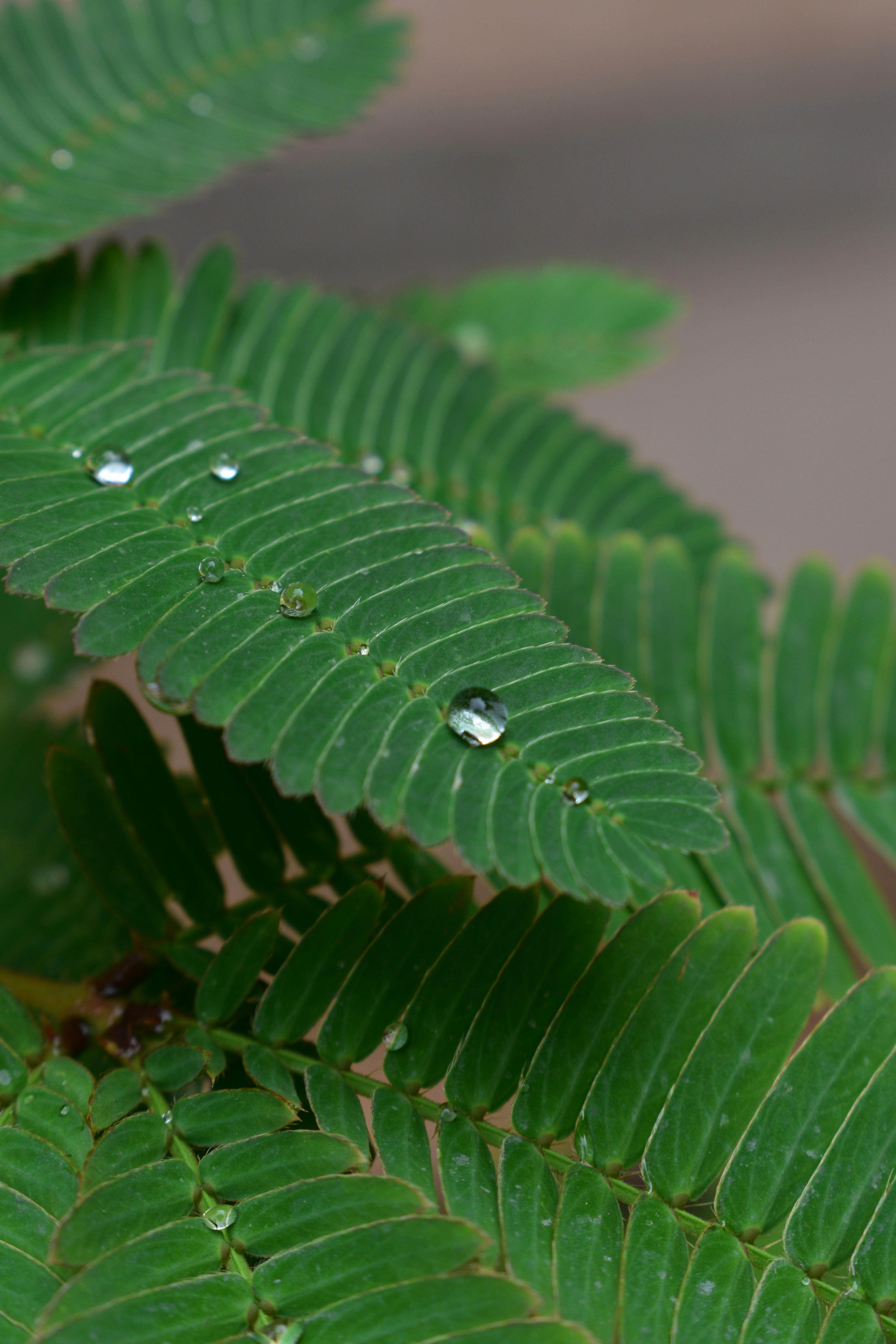 Water drop on green leaf photo – Free Plant Image on Unsplash