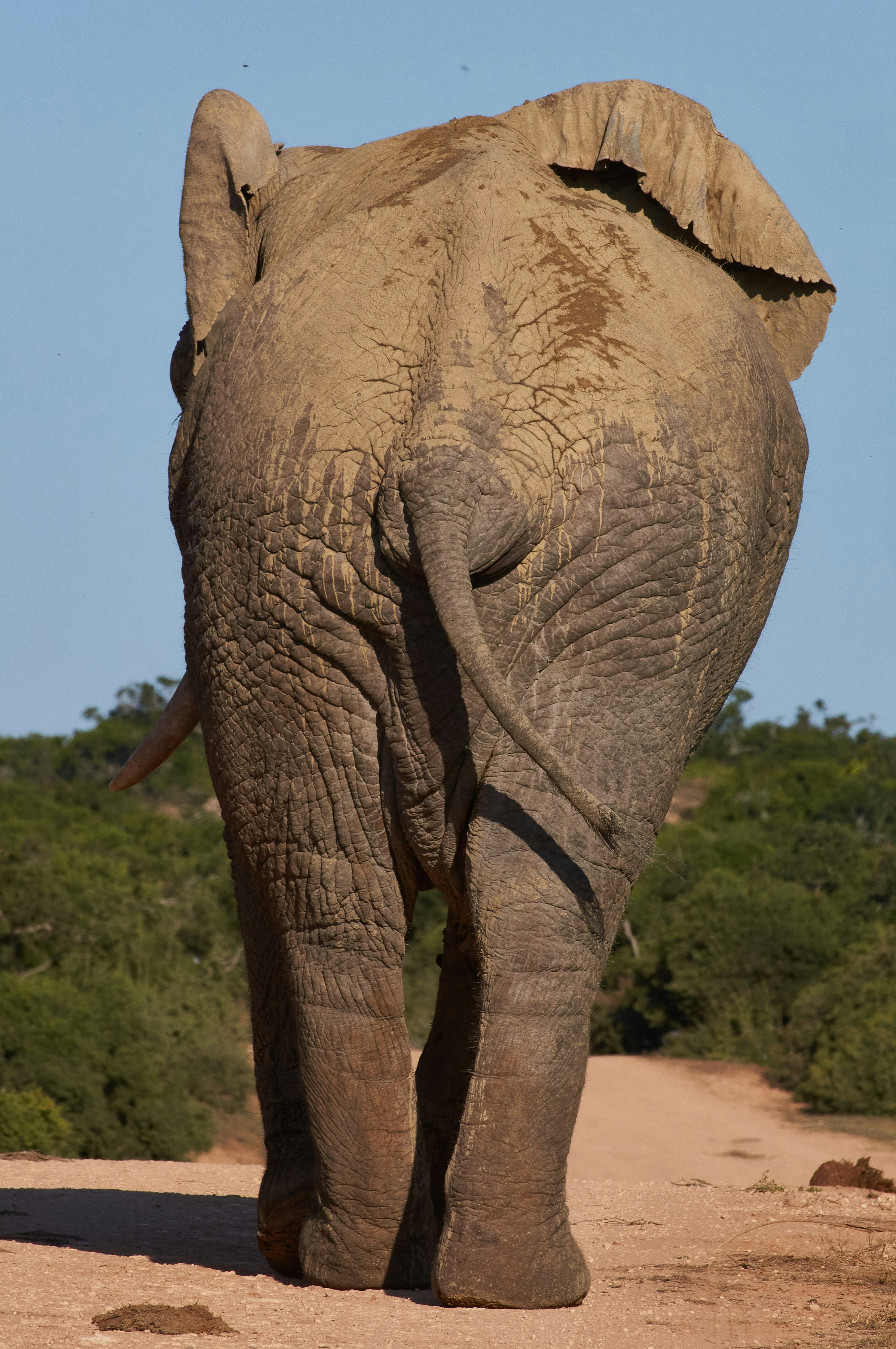 Elephant walking along a dirt path, showcasing its textured skin and majestic form against a clear blue sky.