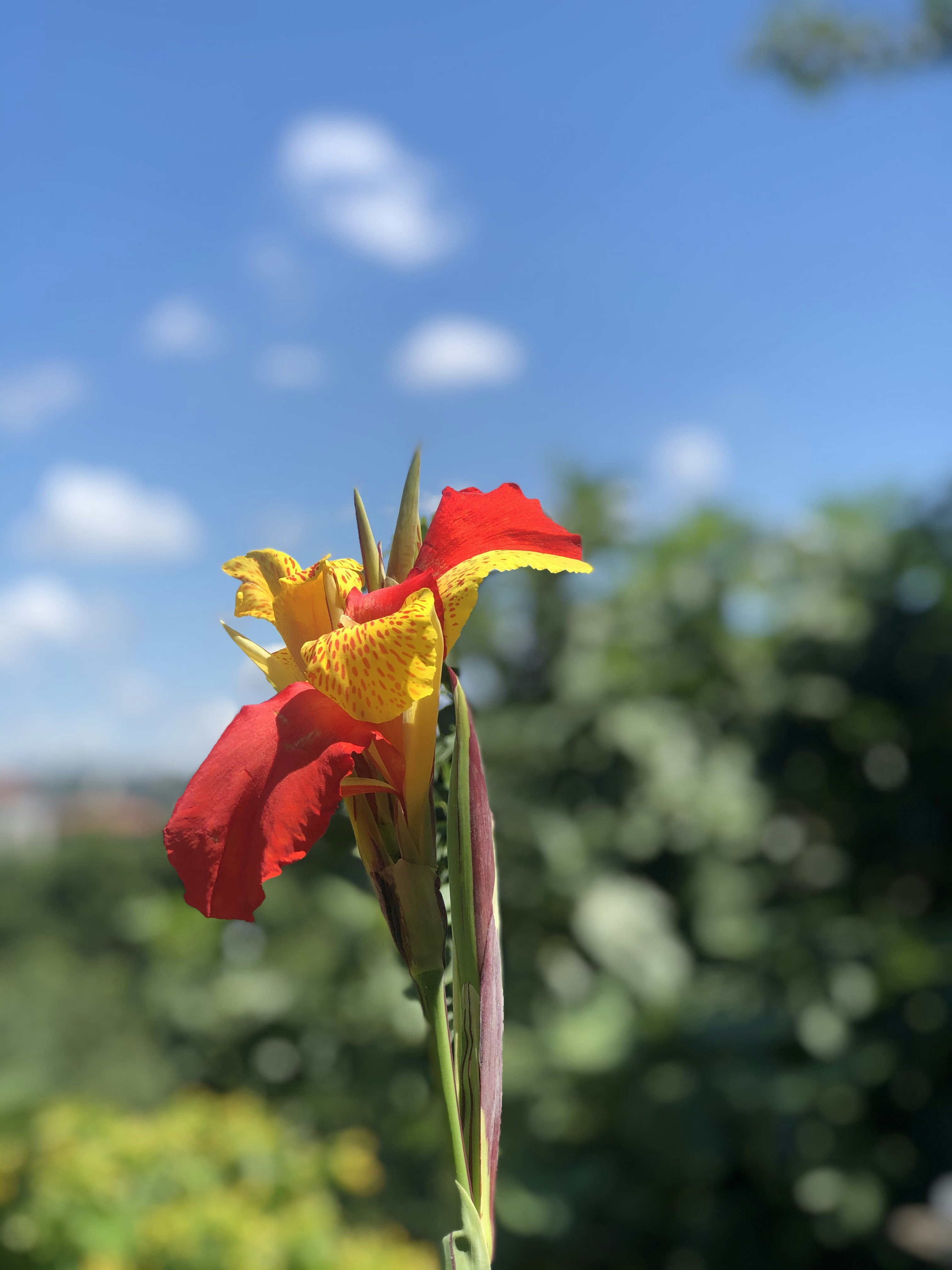 red and yellow flower in tilt shift lens