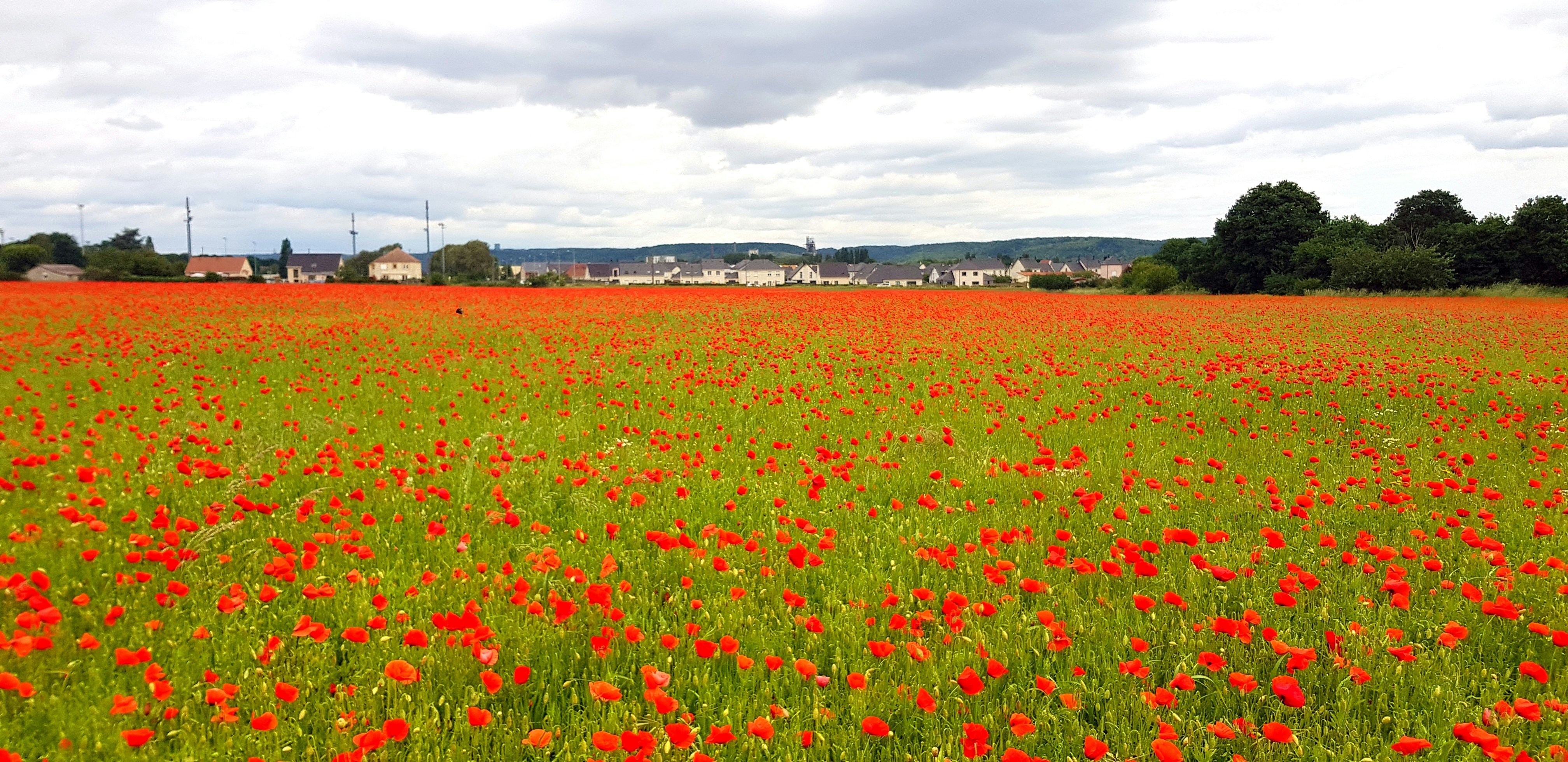 Définition de champ | Dictionnaire français